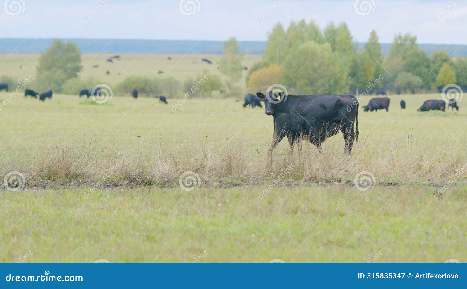 Herd or Black Angus Cows. Small Tiny Calf Grazing on Pasture Grass ...