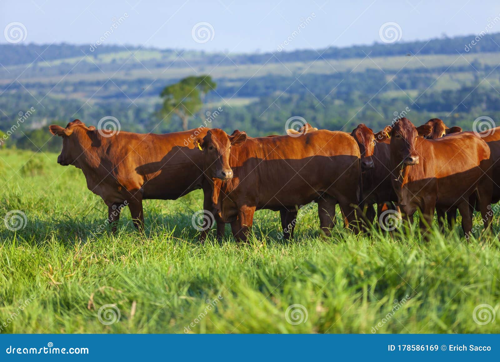 Herd of Bonsmara Cows with Their Calves Stock Image - Image of grass ...