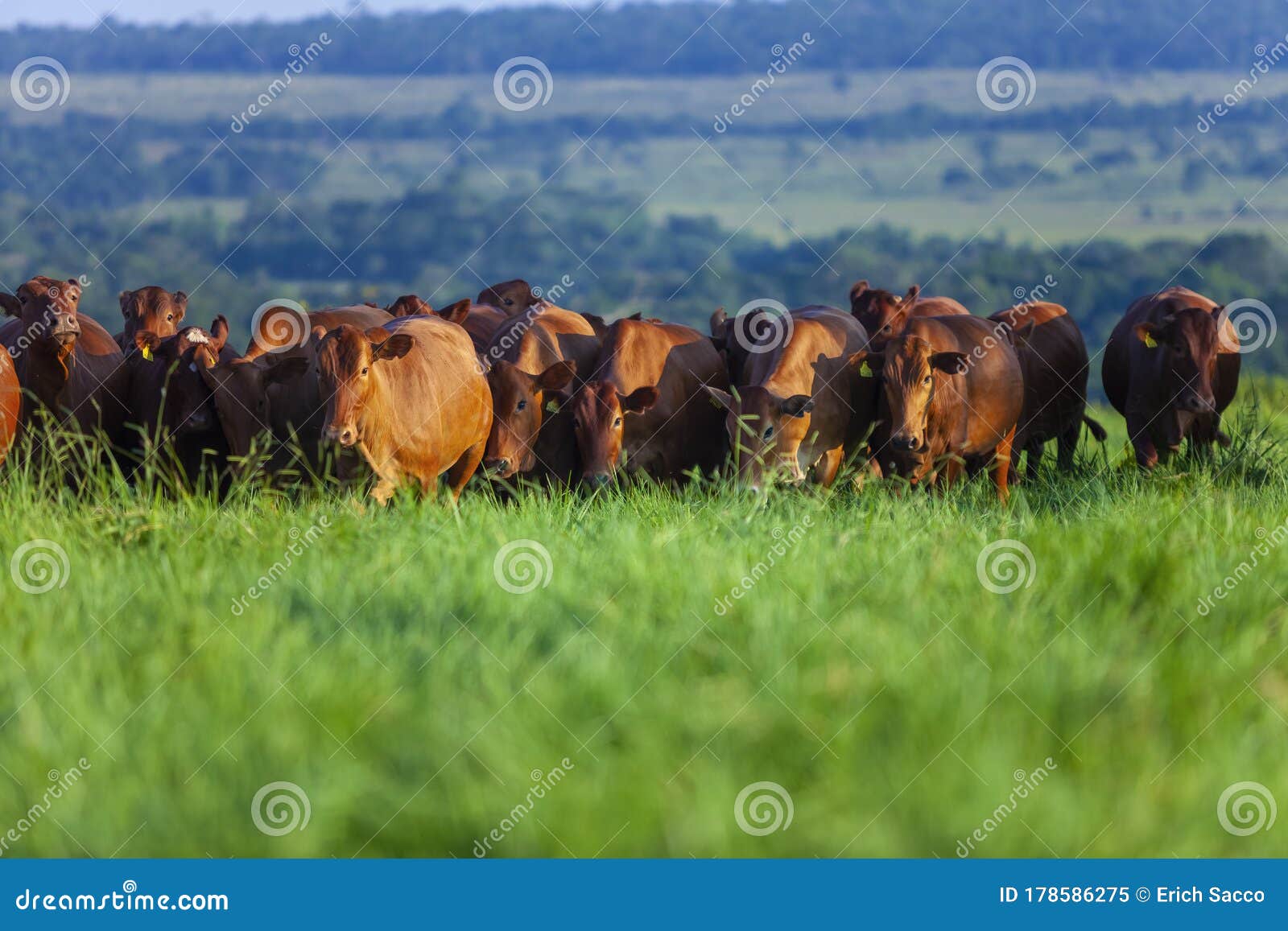 Herd of Bonsmara Cows with Their Calves Stock Image - Image of bovid ...