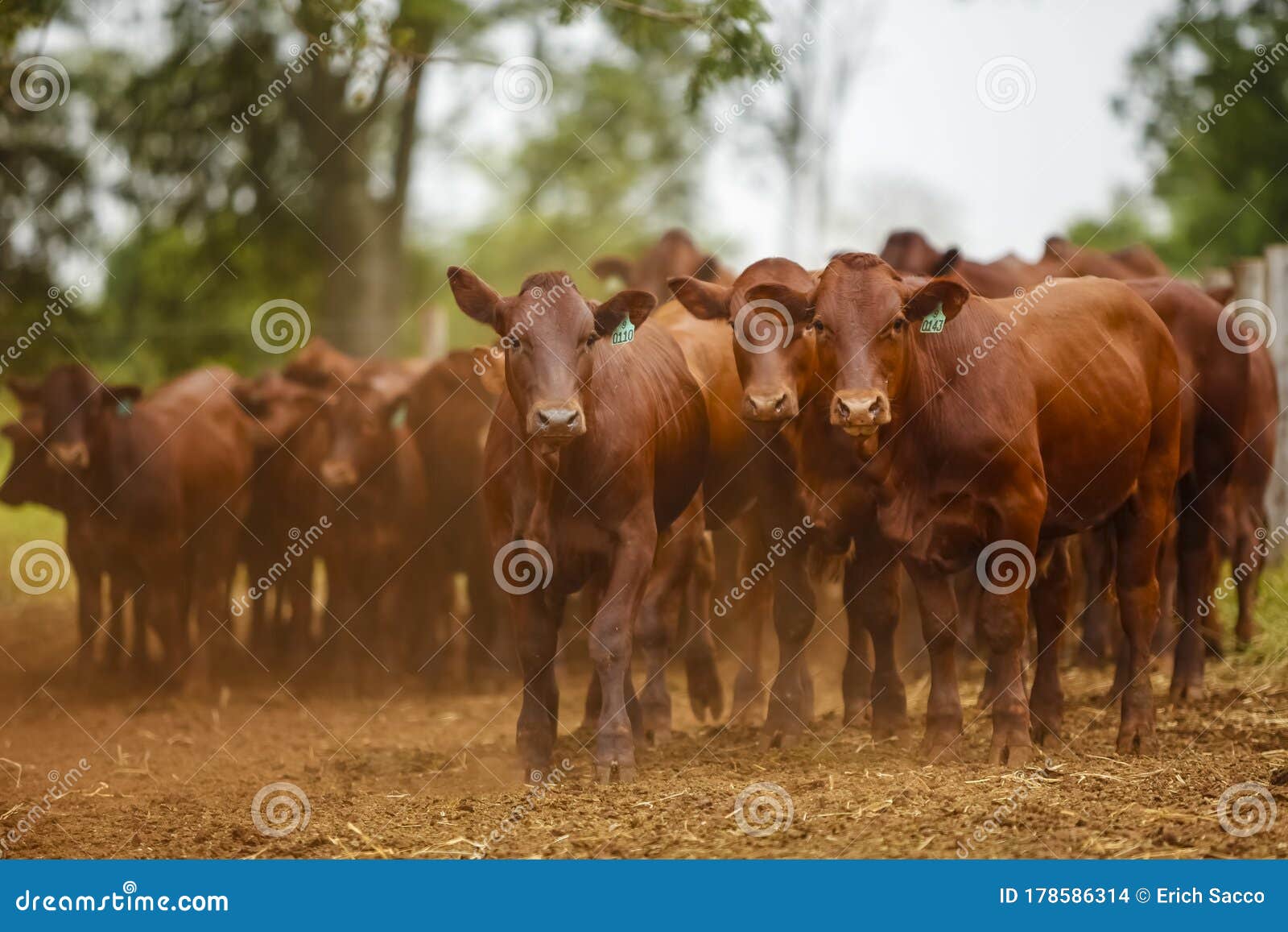 Herd of Bonsmara Cows with Their Calves Stock Photo - Image of nature ...