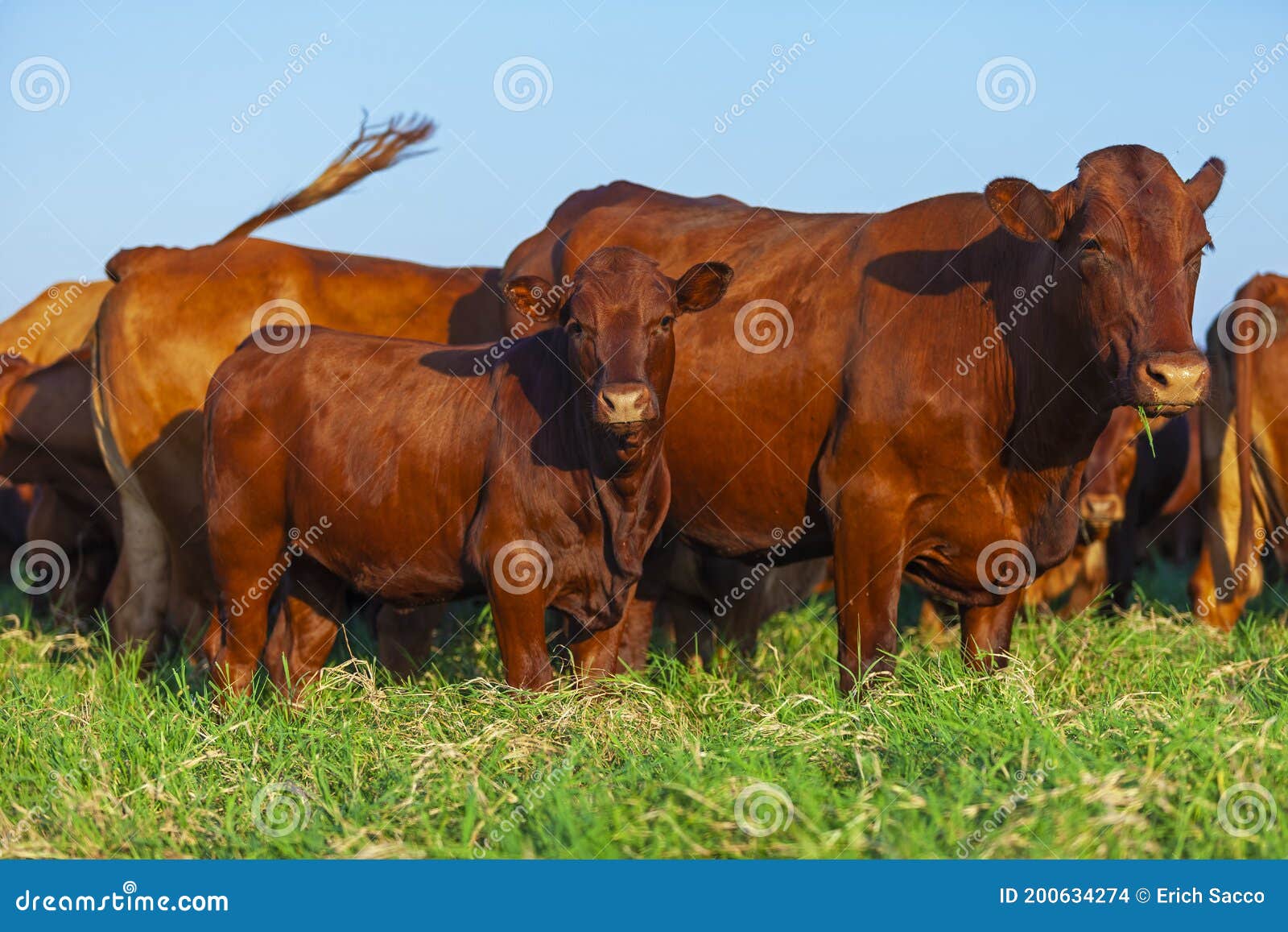 Herd of Bonsmara Cows with Their Calves Stock Photo - Image of ...
