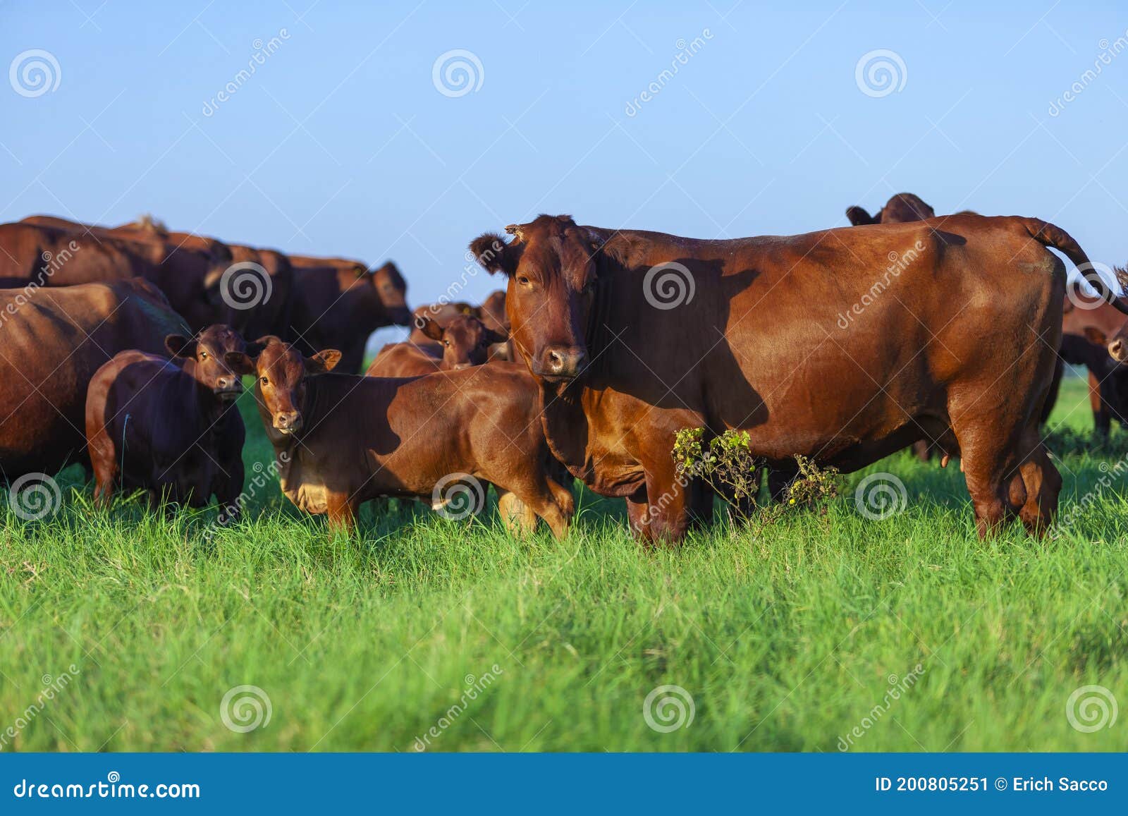 Herd of Bonsmara Cows with Their Calves Stock Image - Image of bonsmara ...