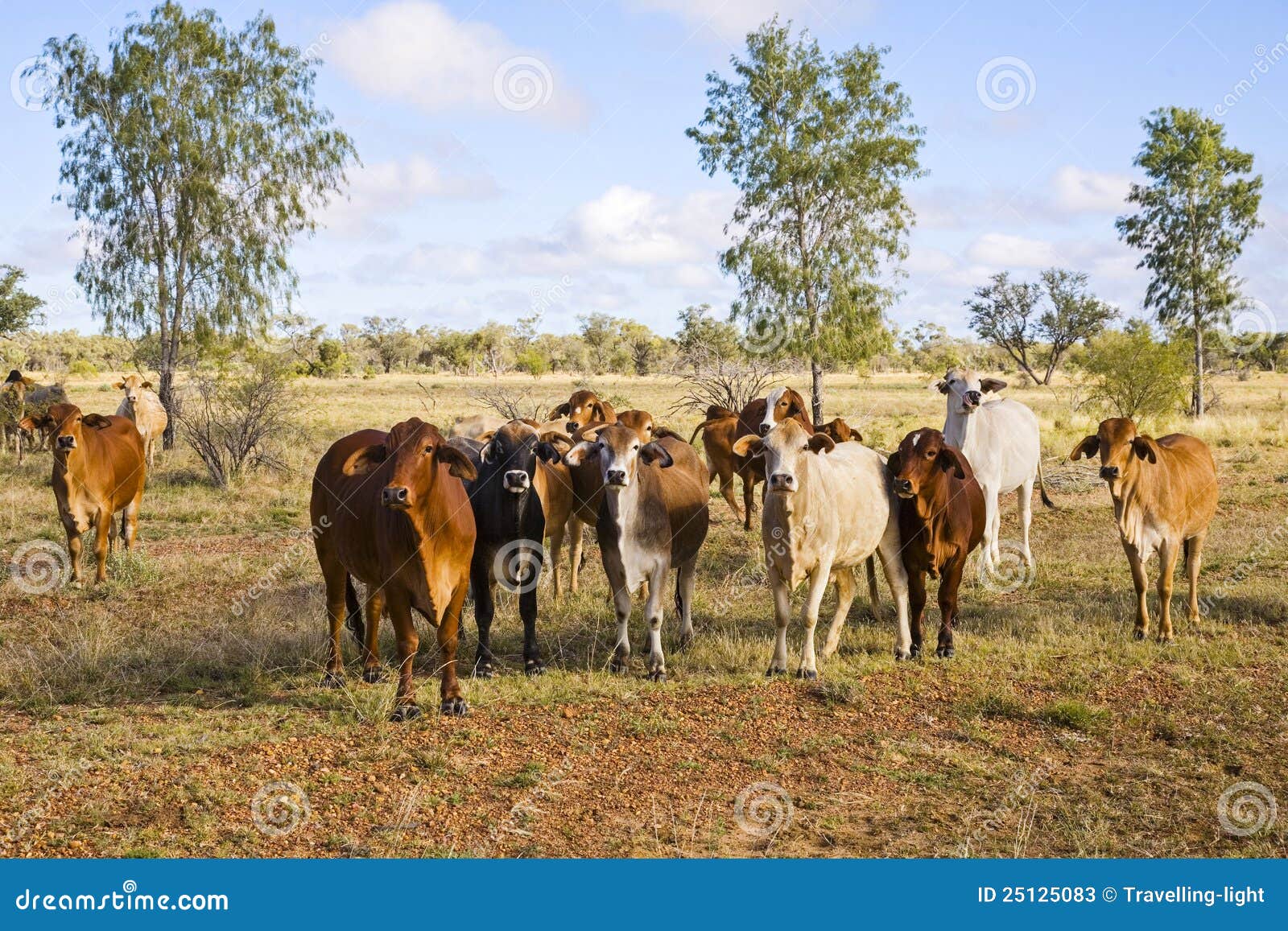 Herd Of Brahman Cattle In Outback Queensland Royalty-Free Stock ...