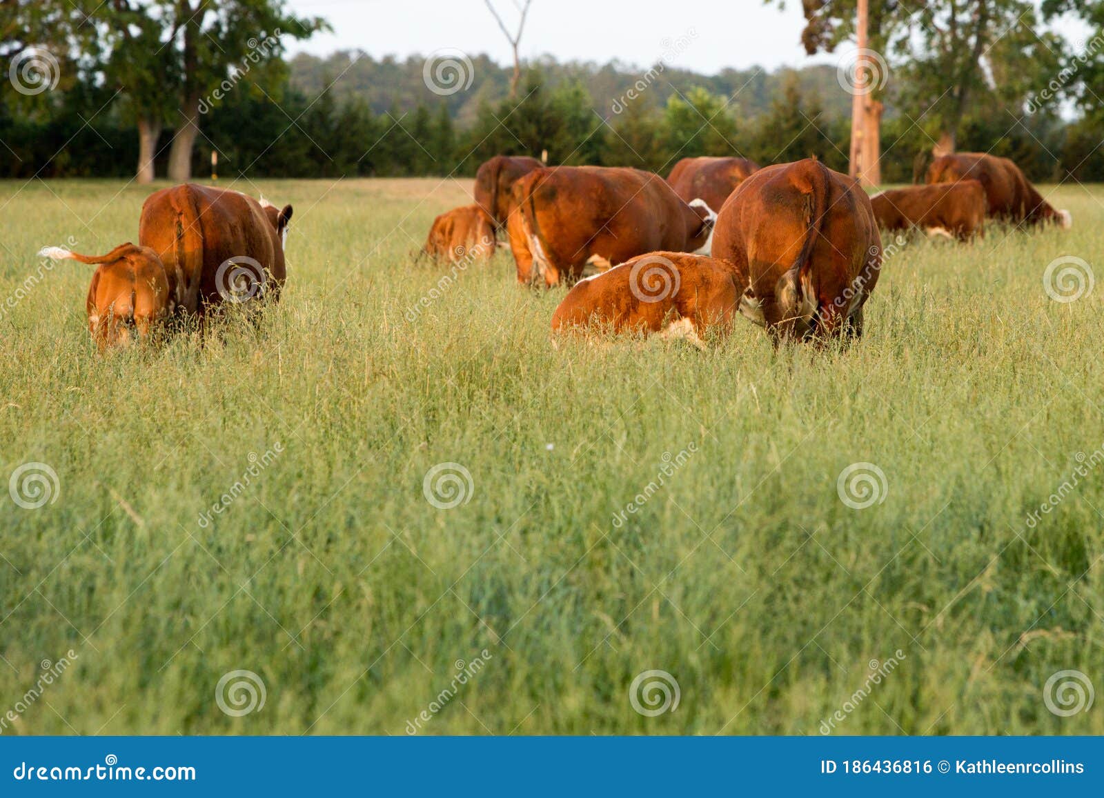 Brown cows in open field stock photo. Image of animals - 186436816
