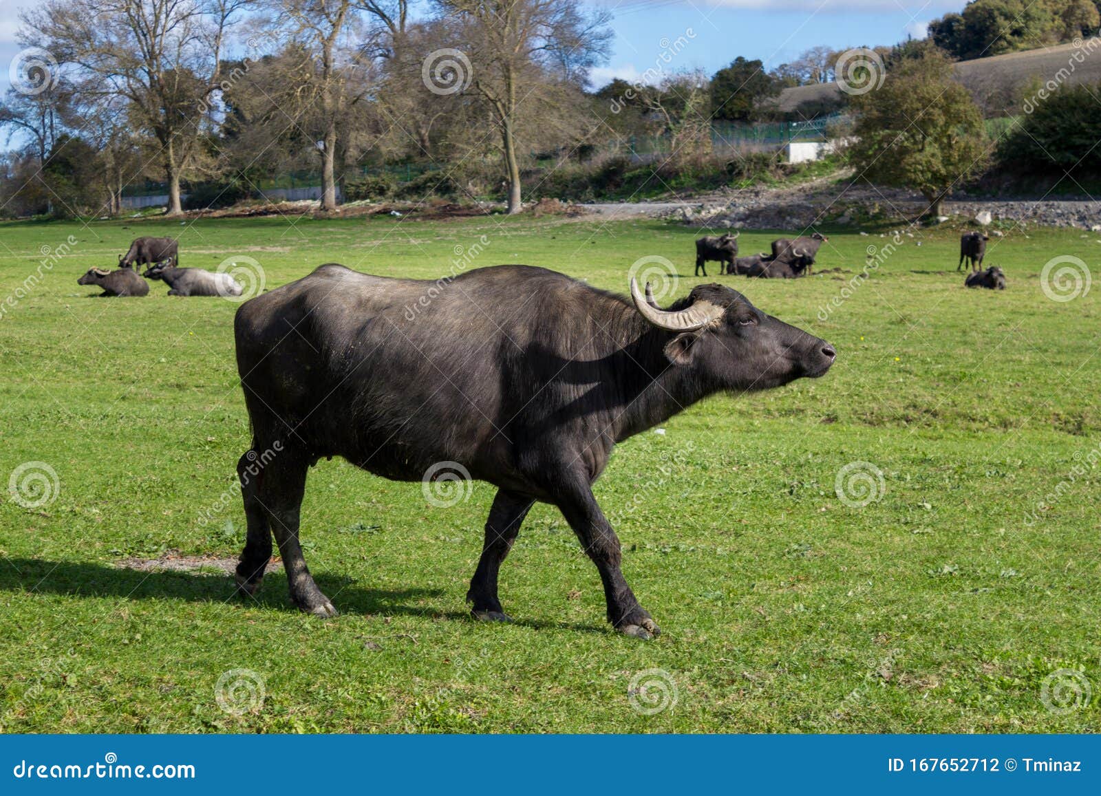 Herd of Bubalus Bubalis Water Buffalo Grazing Stock Photo - Image of ...
