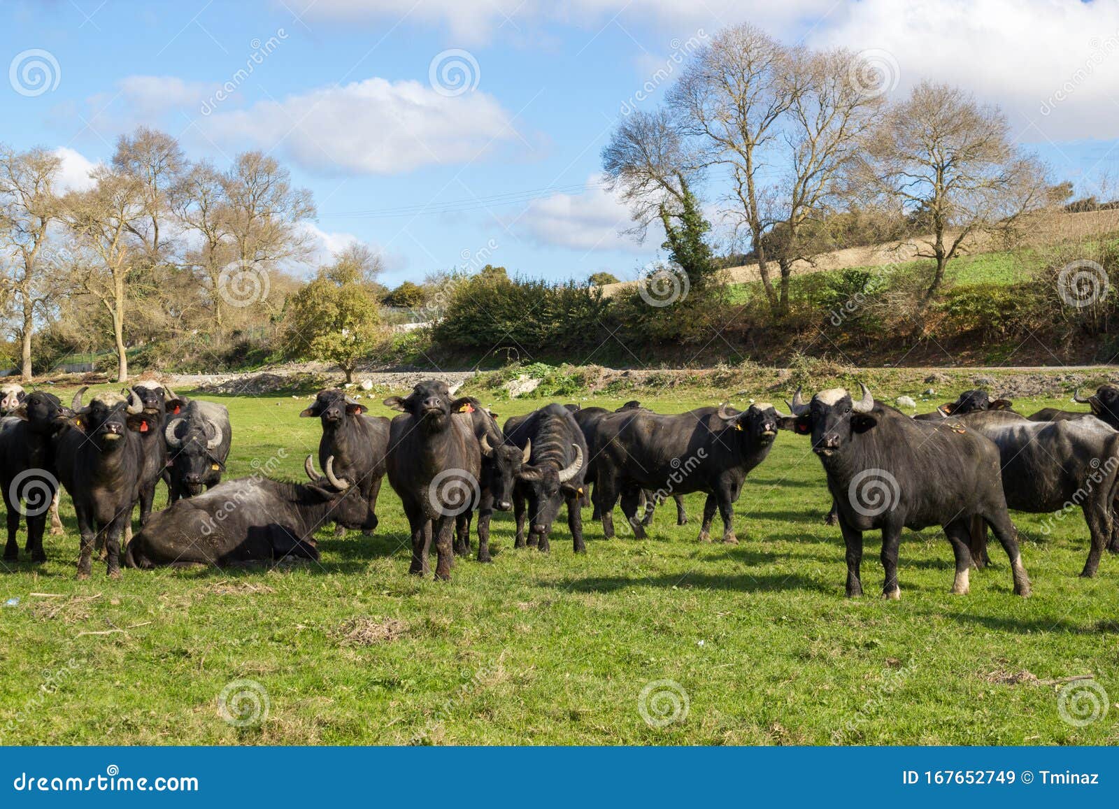 Herd of Bubalus Bubalis Water Buffalo Grazing Stock Image - Image of ...