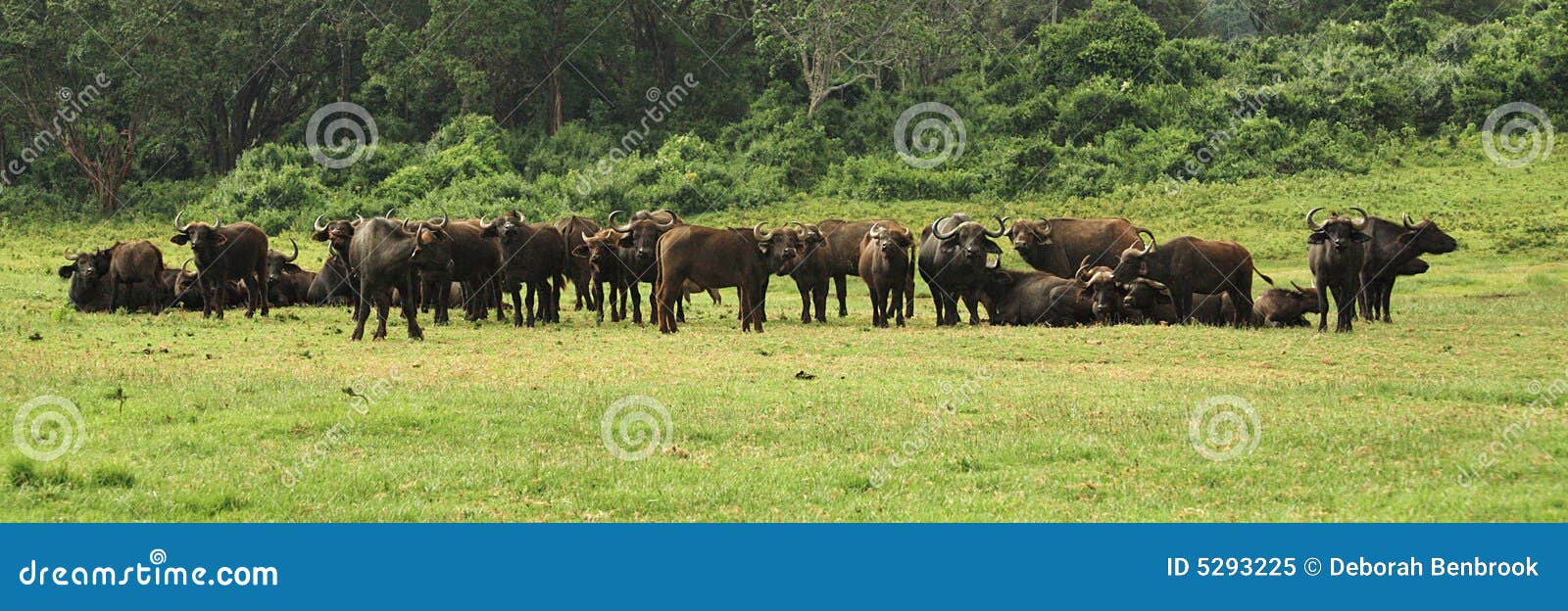 Herd Of Buffalo Picture. Image: 5293225