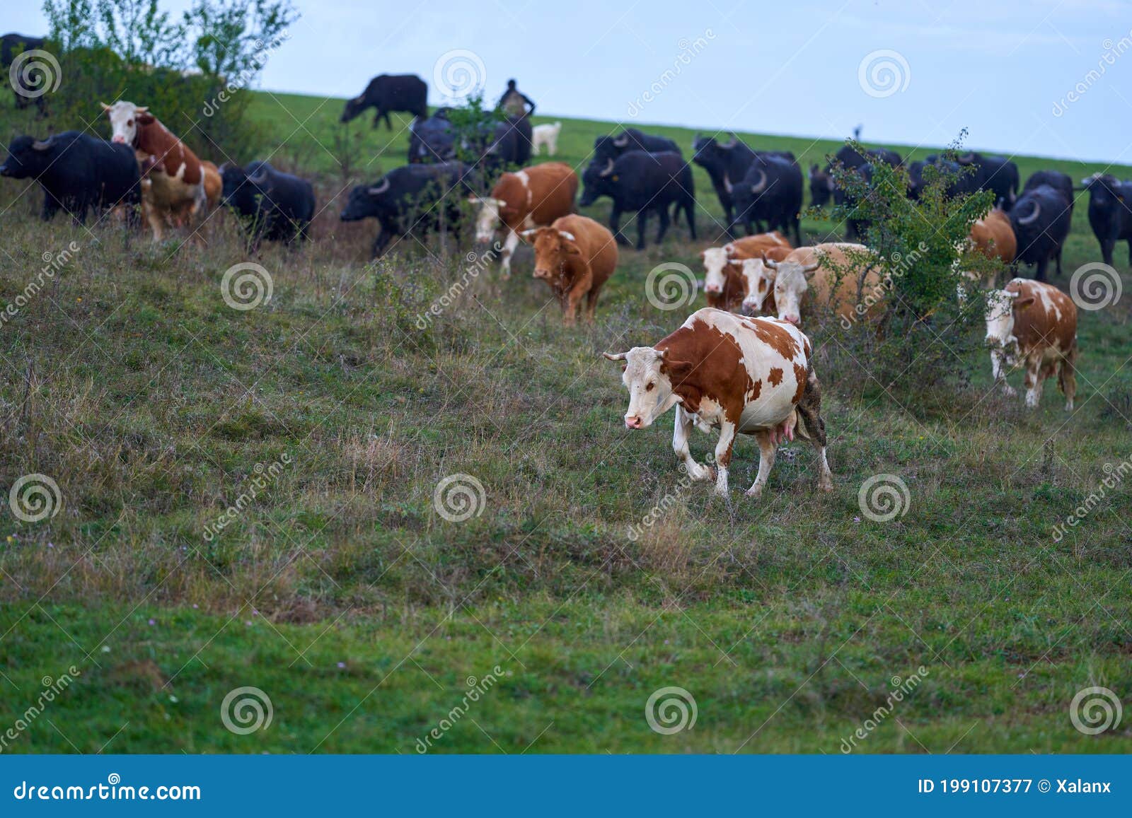 Herd of buffalo and cows stock image. Image of beef - 199107377