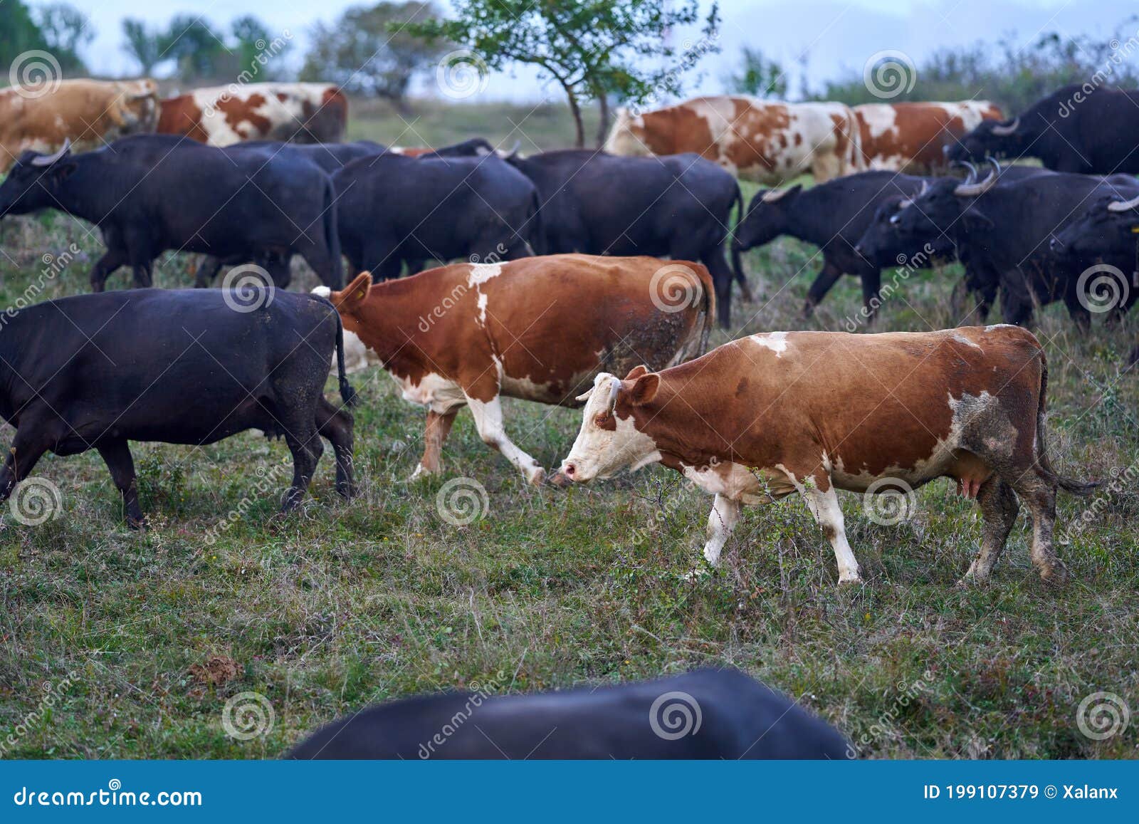 Herd of buffalo and cows stock image. Image of standing - 199107379
