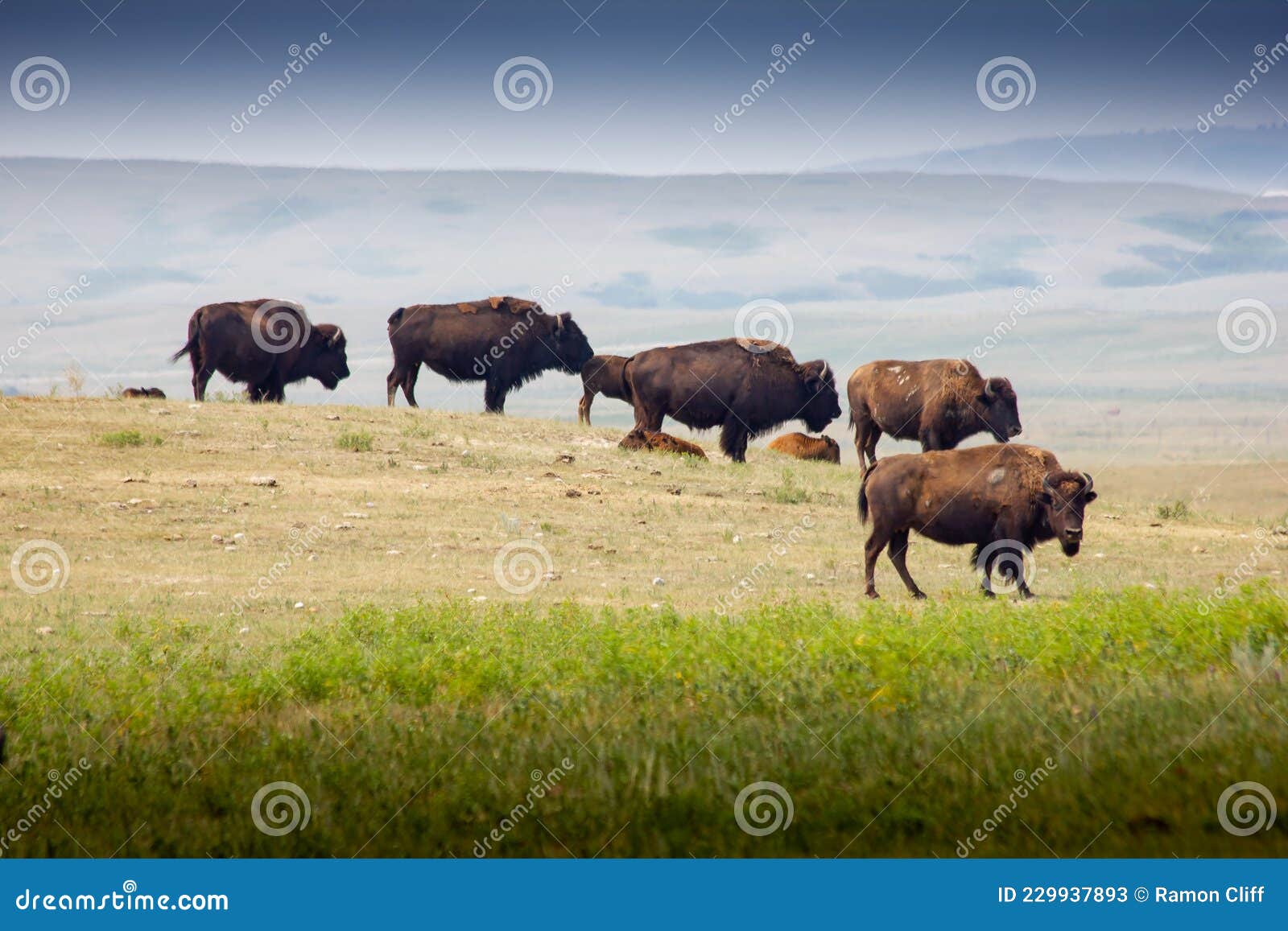 A Herd of Buffalo Crossing a Paddock Stock Image - Image of landscape ...
