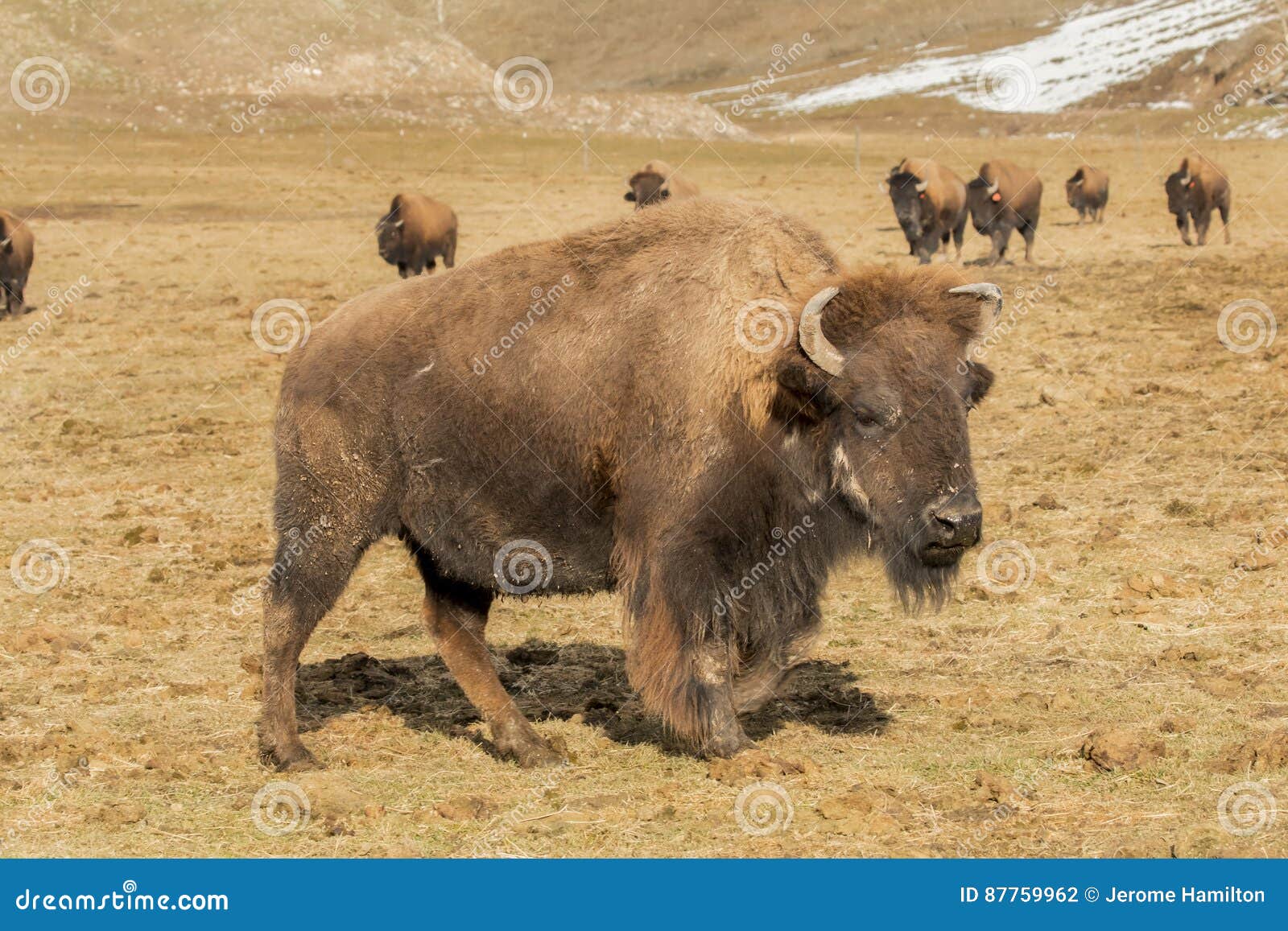 Herd of Buffalo stock photo. Image of america, male, ferocious - 87759962