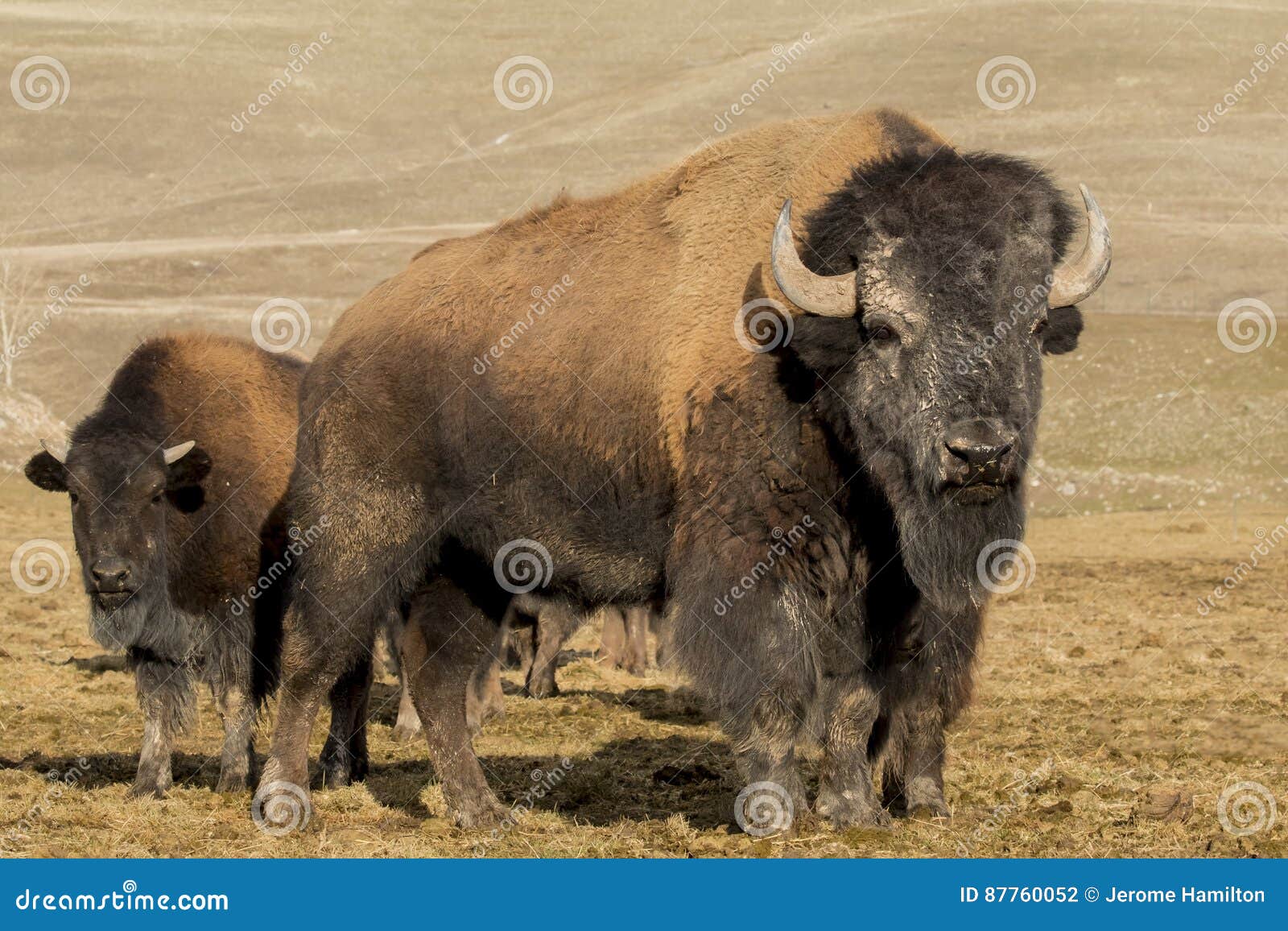 Herd of Buffalo stock photo. Image of animal, eating - 87760052