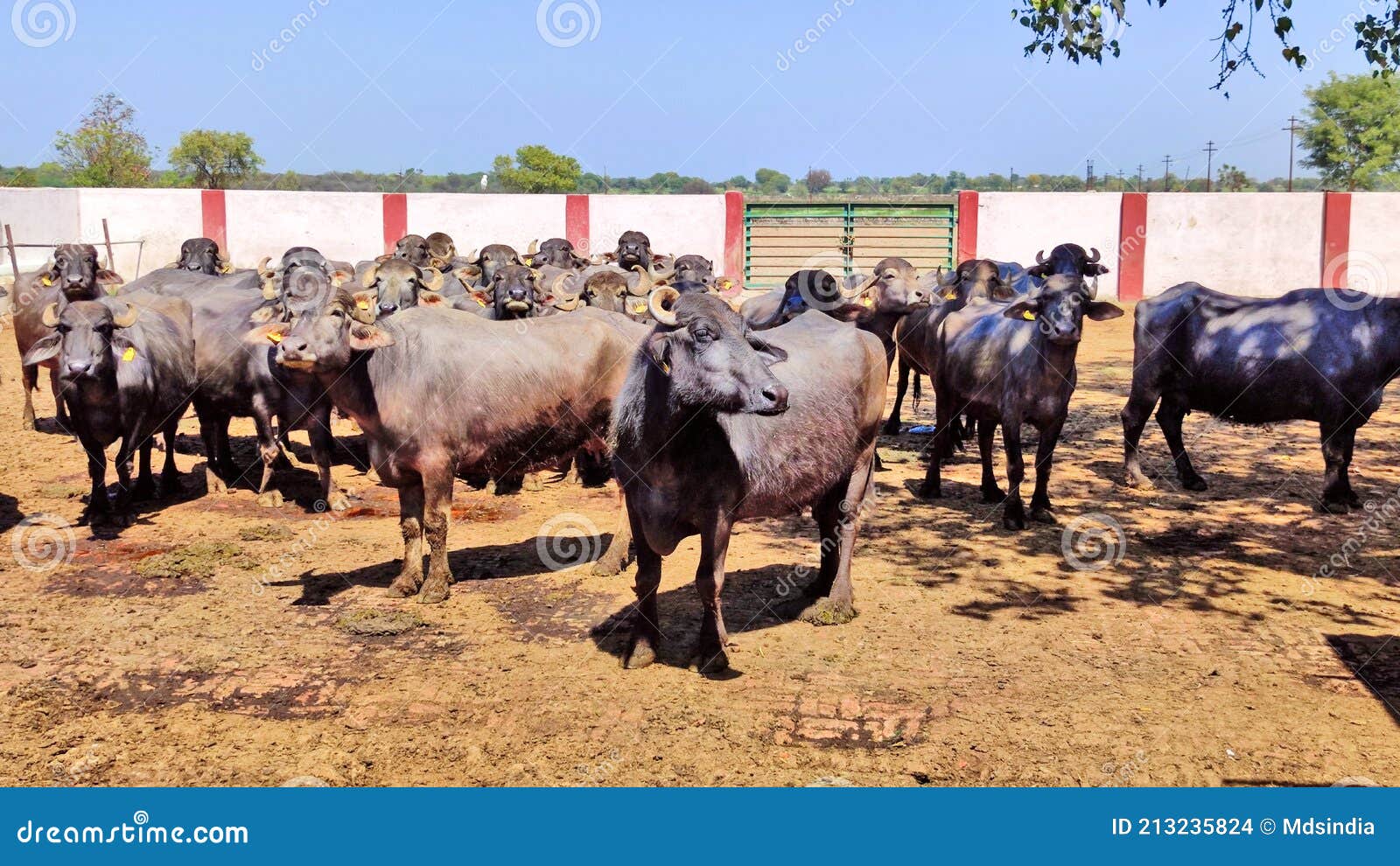 Herd of buffalo stock photo. Image of bison, species - 213235824