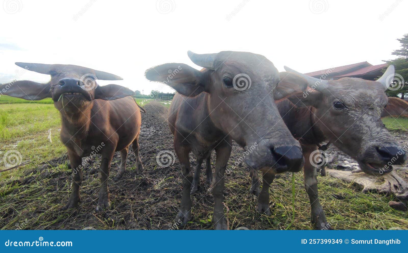Herd of Buffalo Living in the Swamp Stock Image - Image of wildlife ...