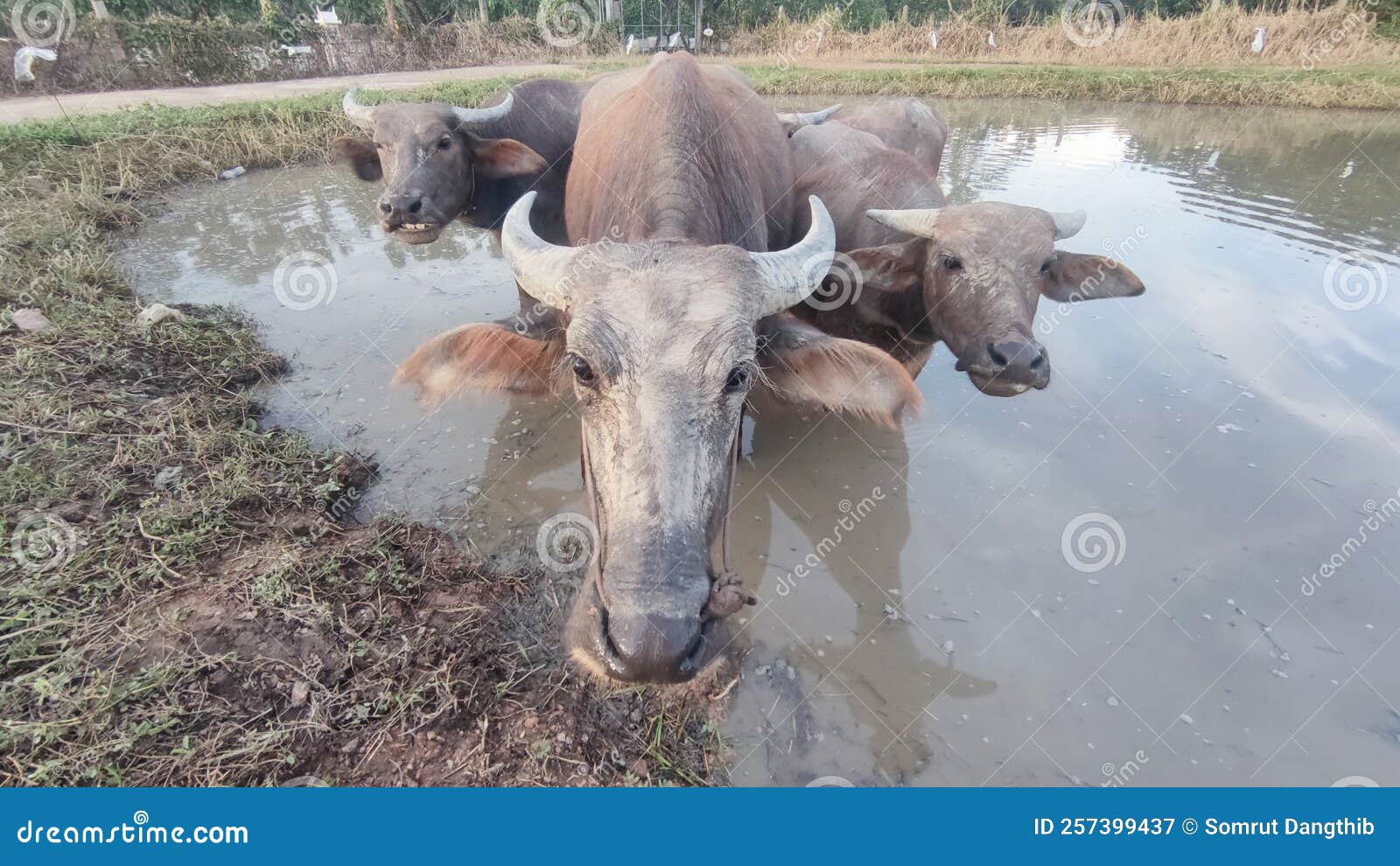 Herd of Buffalo Living in the Swamp Stock Image - Image of bovine ...