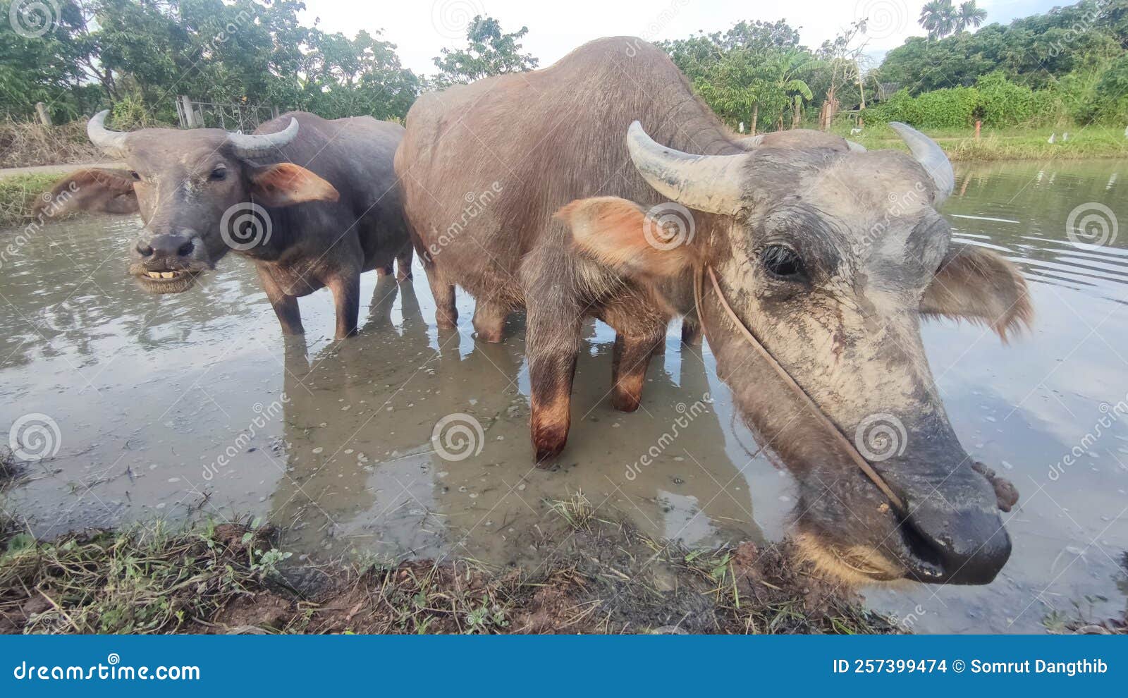 Herd of Buffalo Living in the Swamp Stock Photo - Image of horn, goats ...