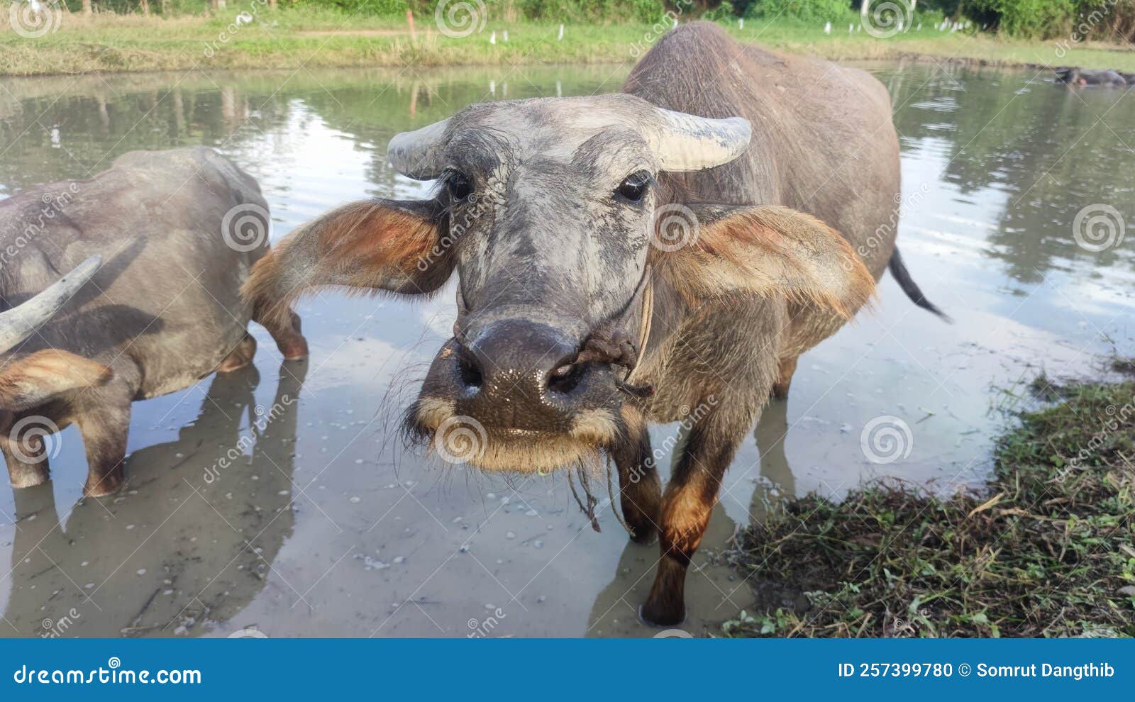 Herd of Buffalo Living in the Swamp Stock Photo - Image of bull ...
