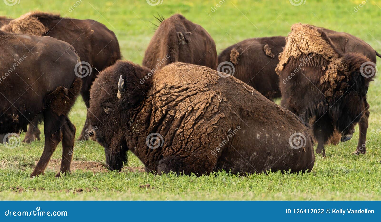 Herd of Buffalo with One Resting Stock Photo - Image of fight, america ...