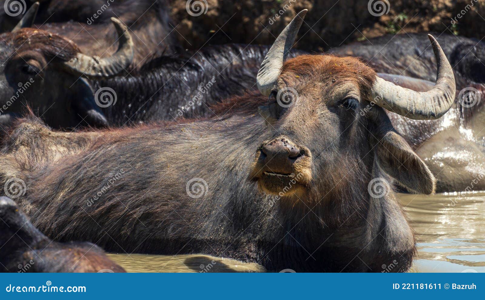 A Herd of Buffalo Swimming in Mud River Stock Image - Image of bovine ...