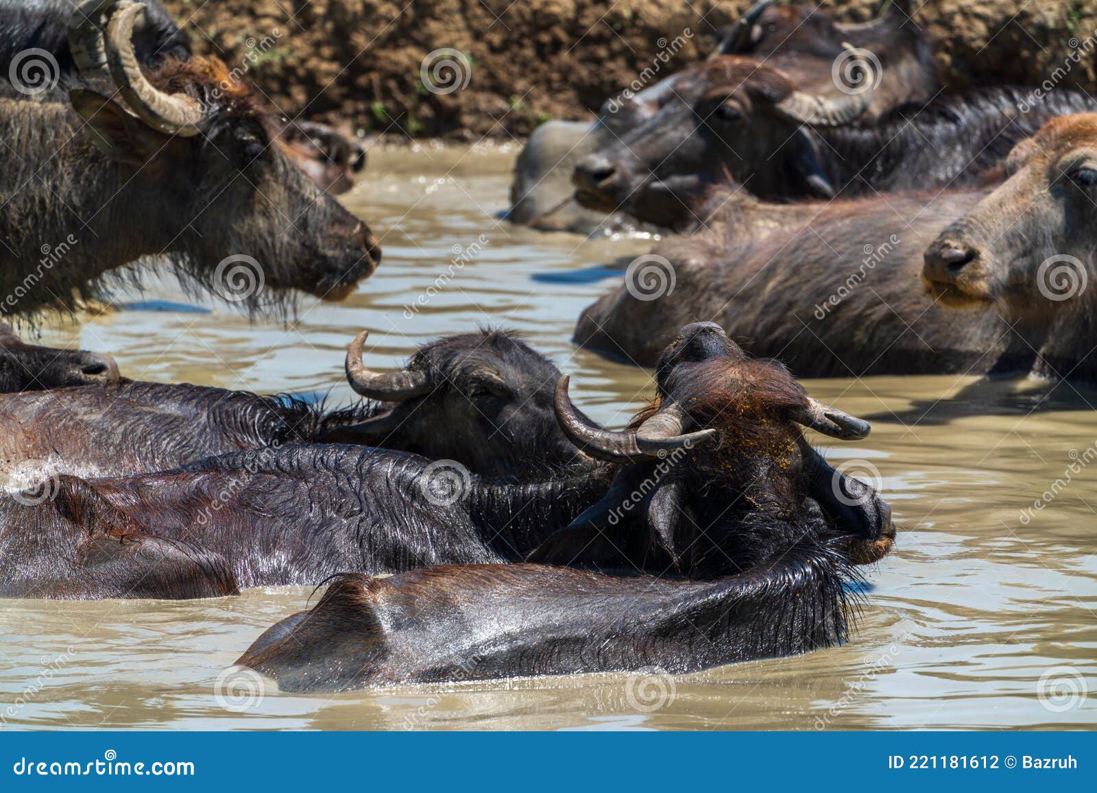 A Herd of Buffalo Swimming in Mud River Stock Photo - Image of animal ...