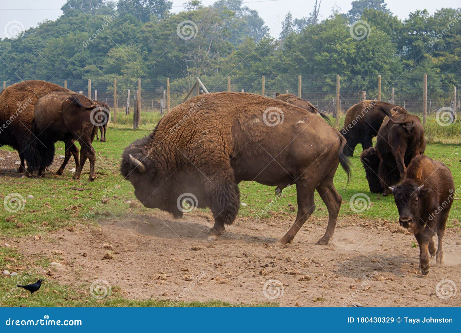 Herd of Buffalo Together in Group on Green Grass Stock Image - Image of ...