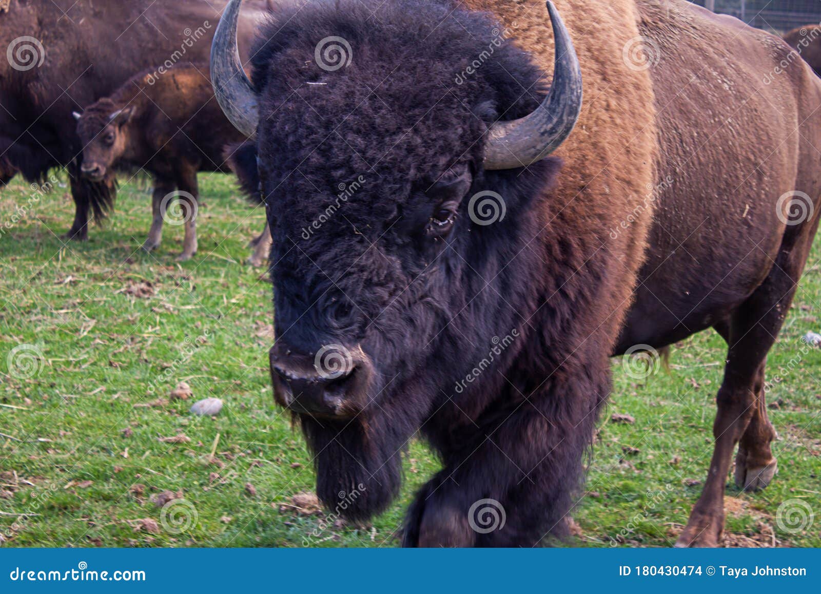 Herd of Buffalo Together in Group on Green Grass Stock Photo - Image of ...