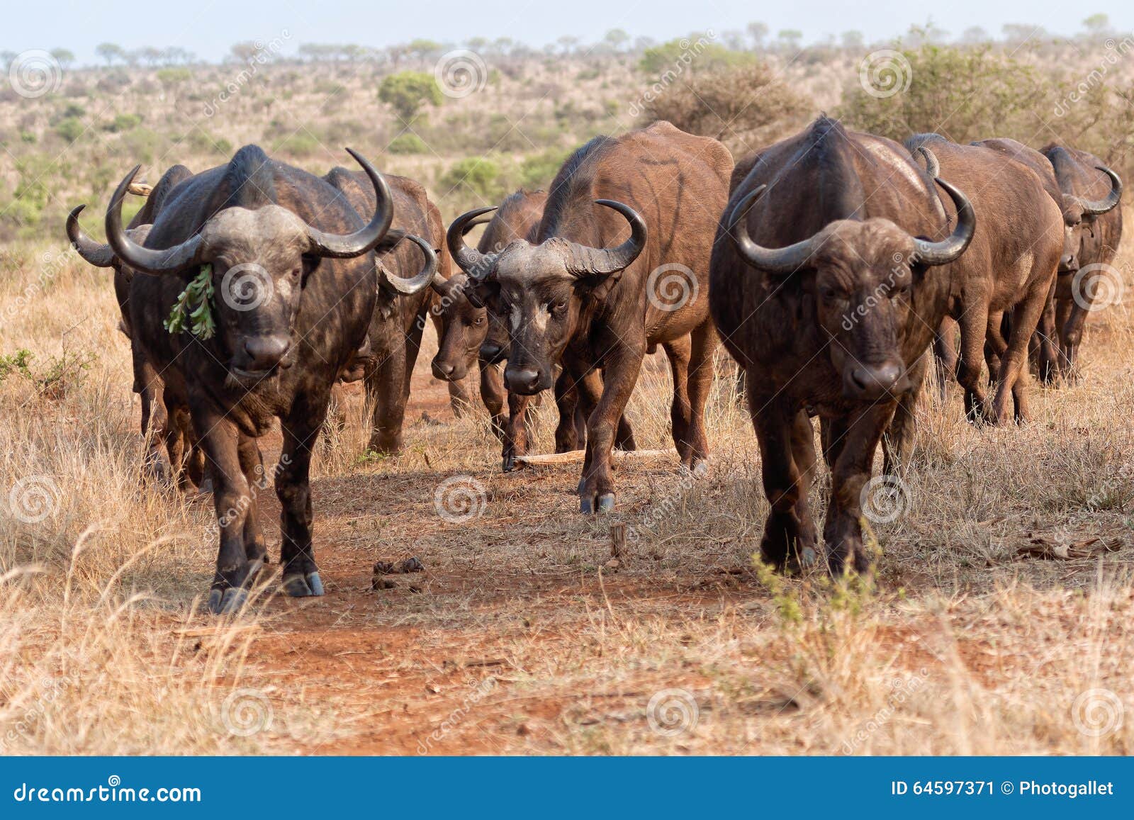 Herd of Buffaloes at Kruger Stock Image - Image of national, buffalo ...