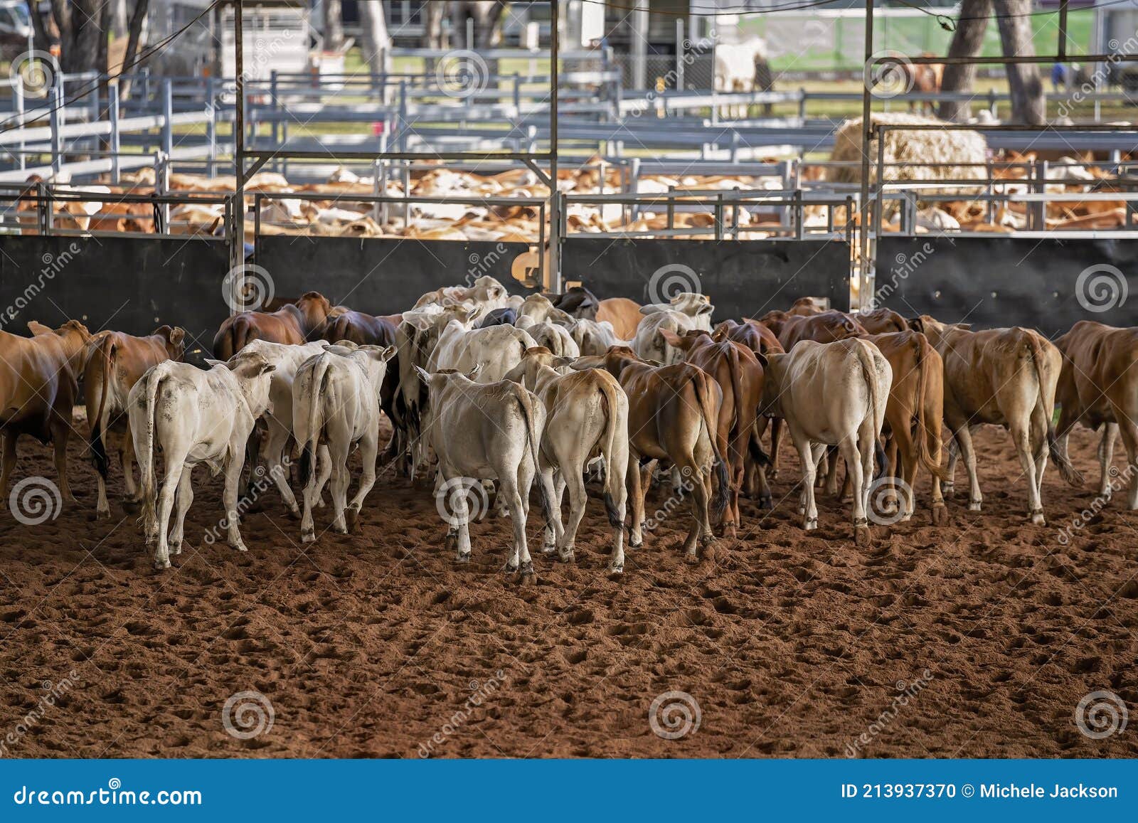 Herd of Calves in Rodeo Arena Stock Photo - Image of cutting, rodeo ...