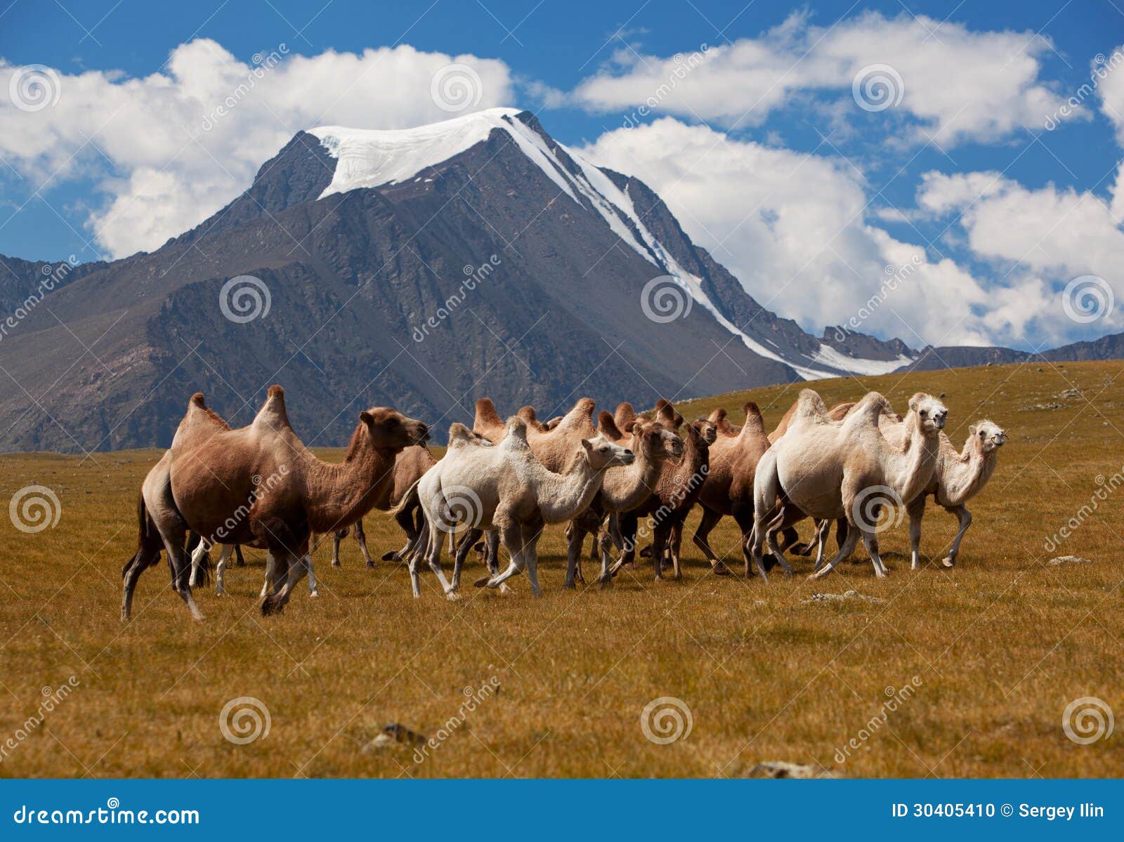 Herd Camels Against Mountain. Altay Mountains Stock Photo - Image of ...