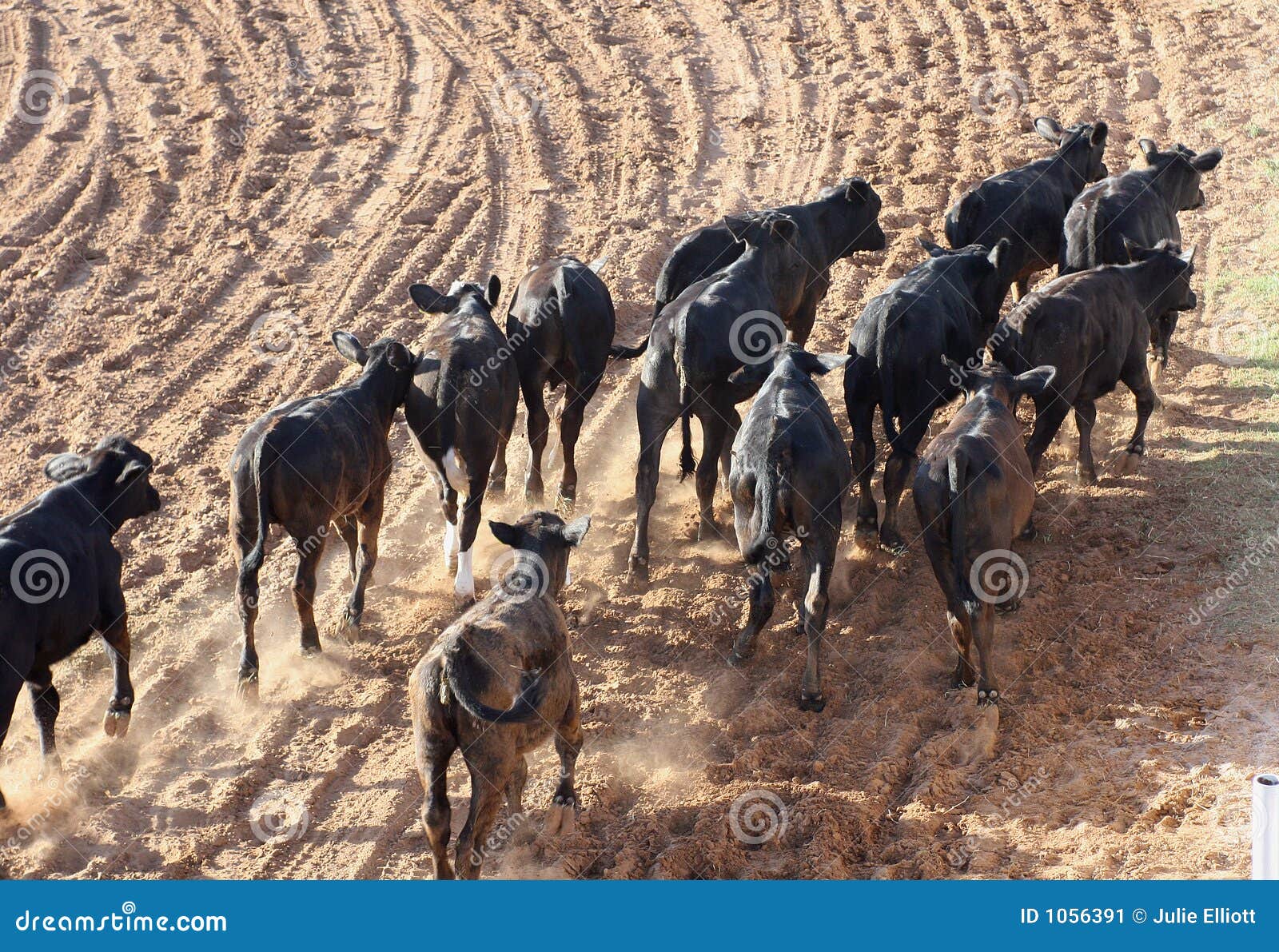 Herd of cattle stock image. Image of farm, beef, animals - 1056391