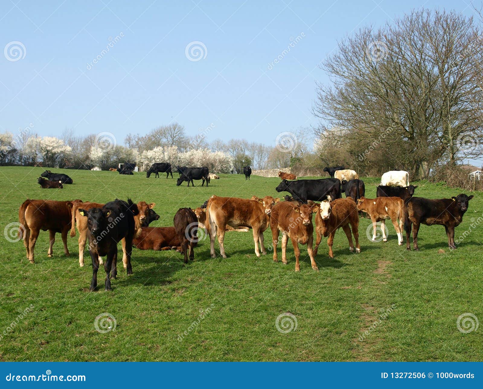 Herd of Cattle stock photo. Image of dairy, brown, farmland - 13272506