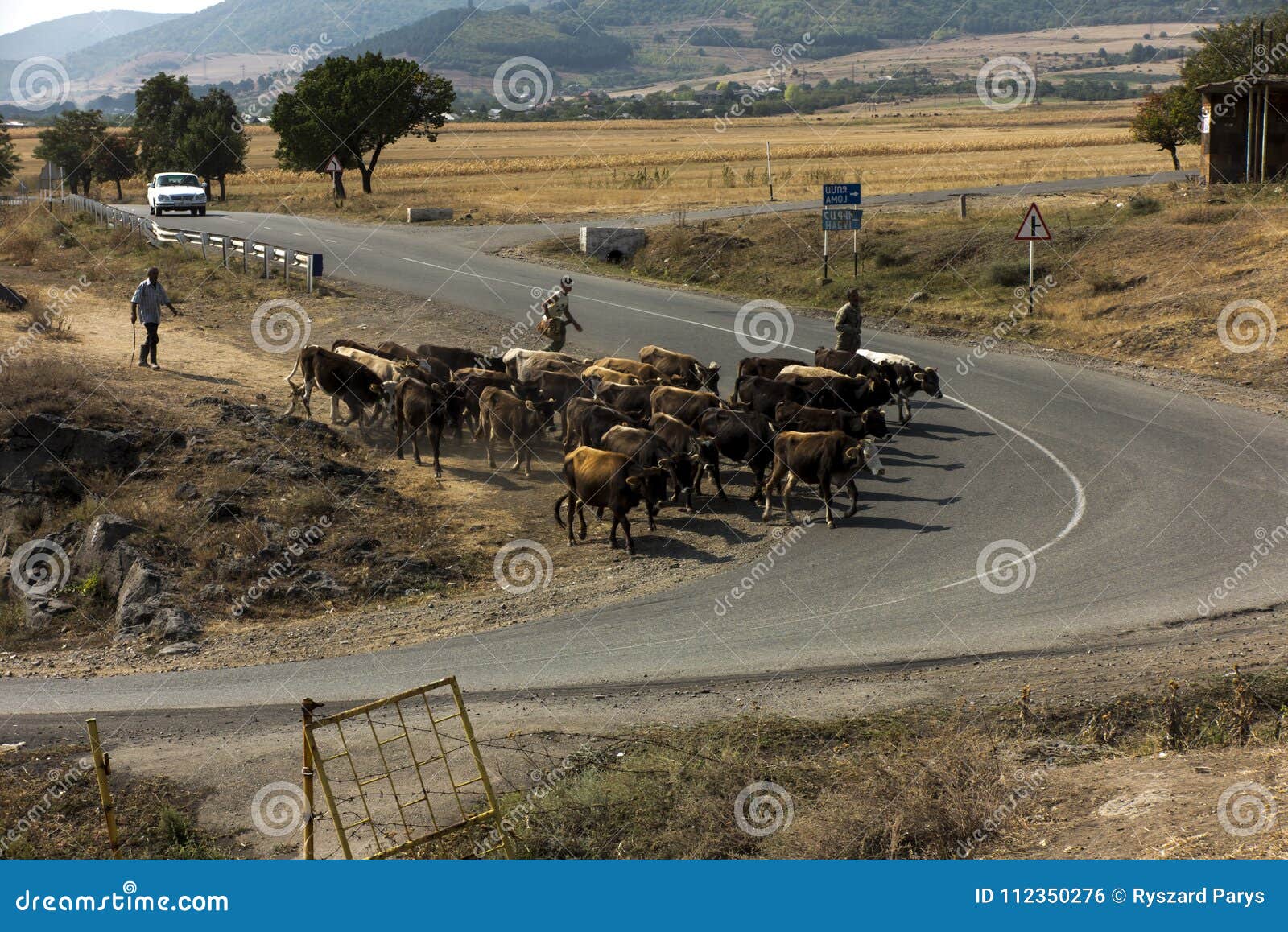 A Herd of Cattle Driven by a Mountain Road Editorial Photo - Image of ...