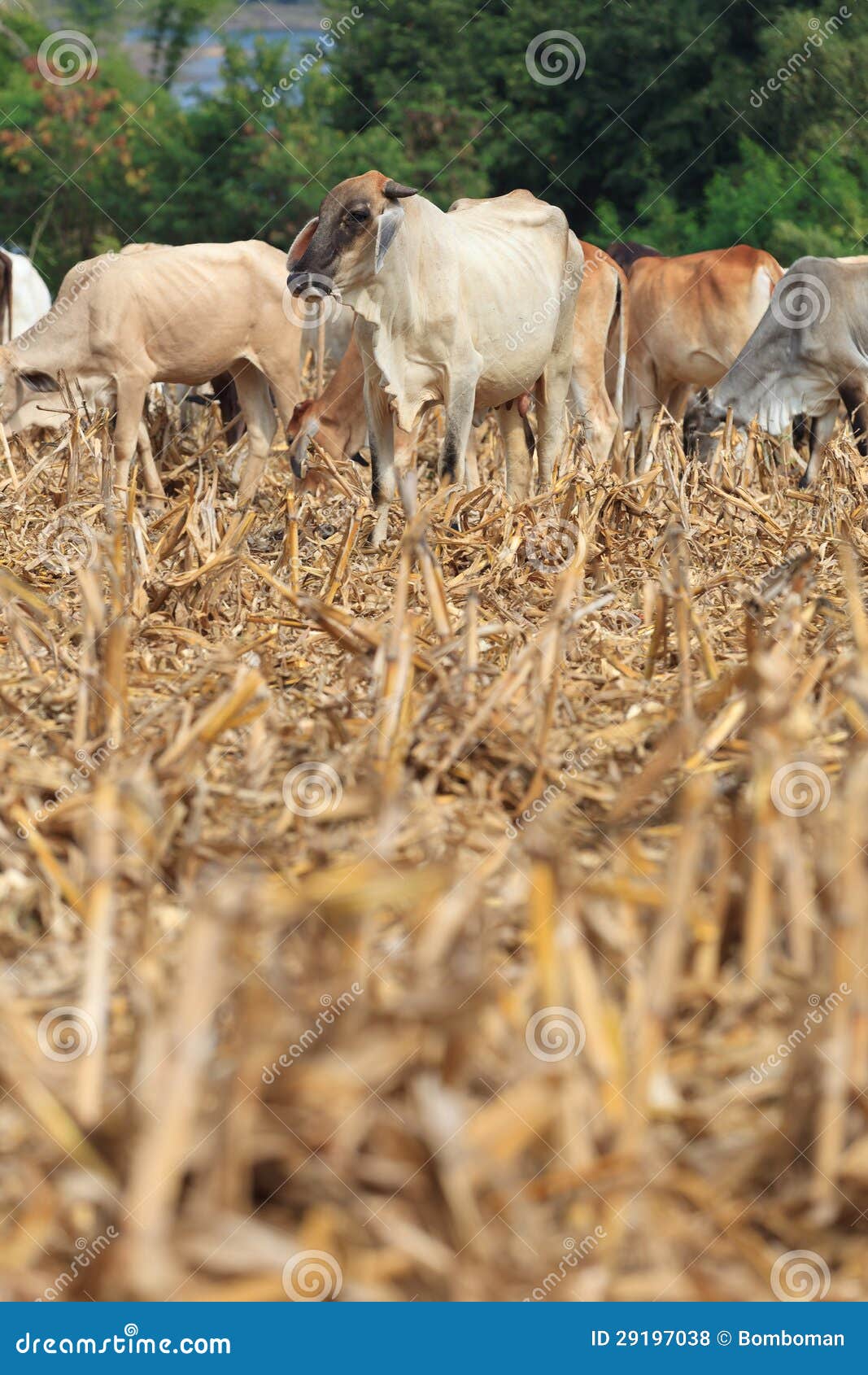 Herd of Cattle Grazing on Aridly Land with Dry Grass Stock Photo ...