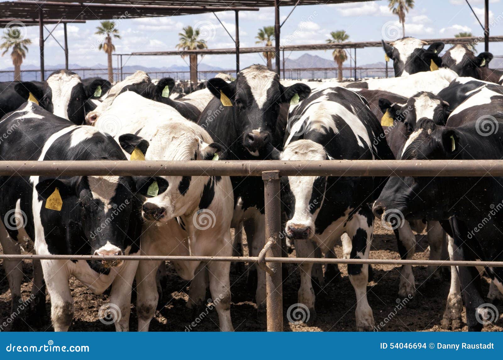 Herd of cattle stock photo. Image of milk, cattle, cows - 54046694