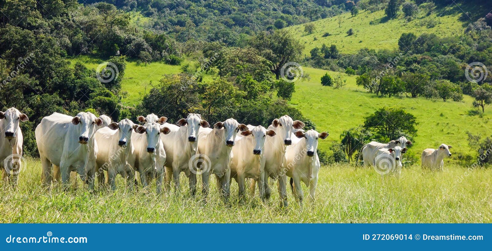 Herd of Cattle Lined Up in the Green Field Stock Photo - Image of ...