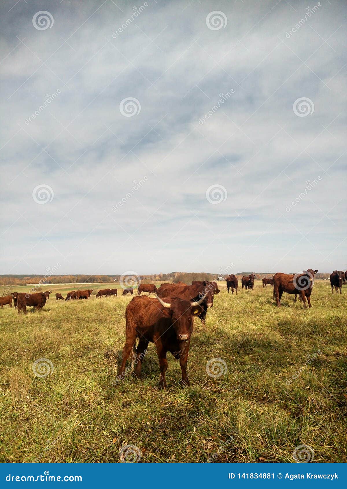 Herd of cattle on a meadow stock image. Image of angry - 141834881