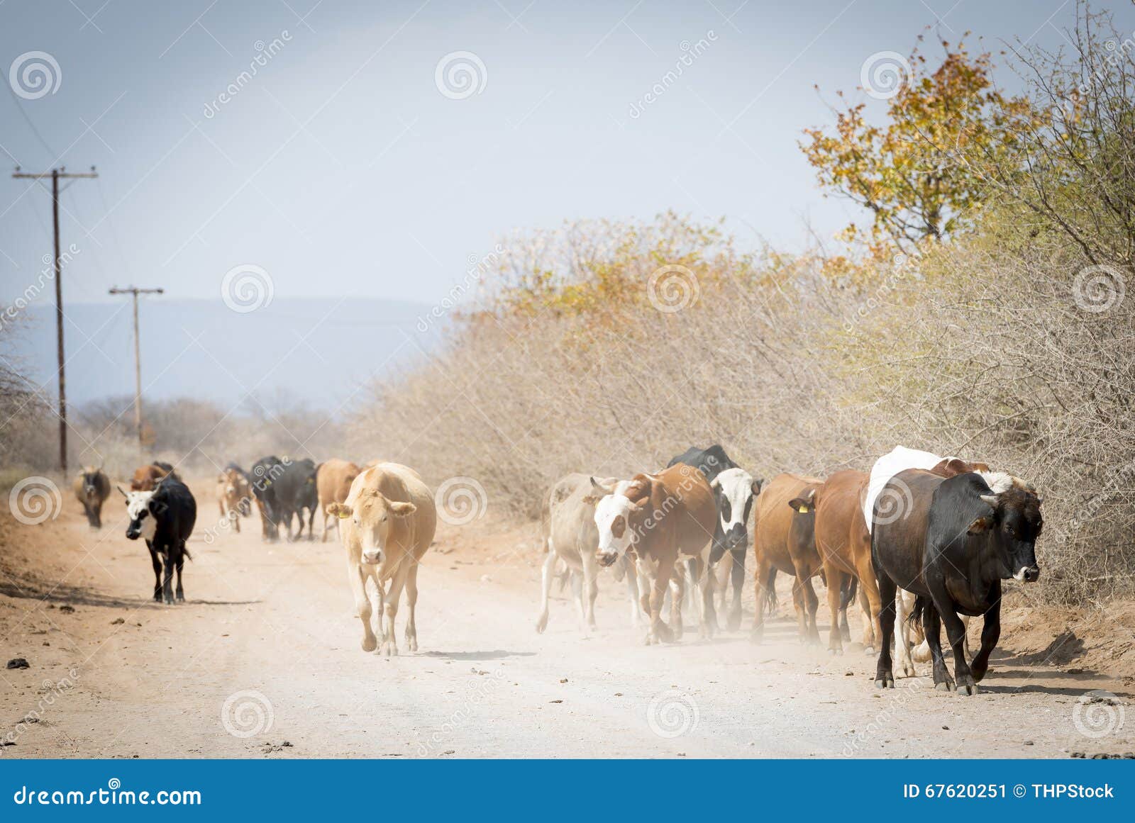 Herd of Cattle stock image. Image of agriculture, african - 67620251