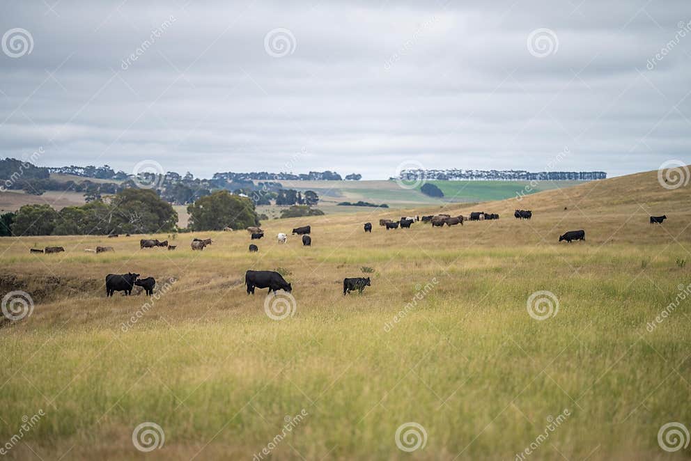 Herd of Cattle in Outback Australia in Summer Stock Photo - Image of ...