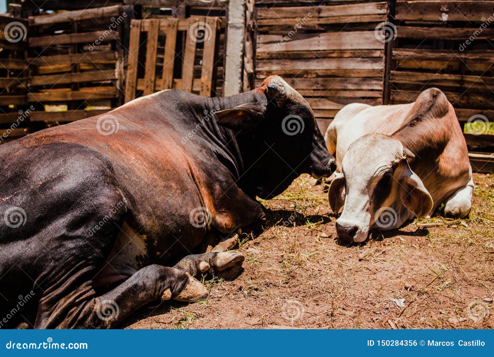 Herd of Cattle in the Pasture in Mexico Mexican Animals Stock Photo ...