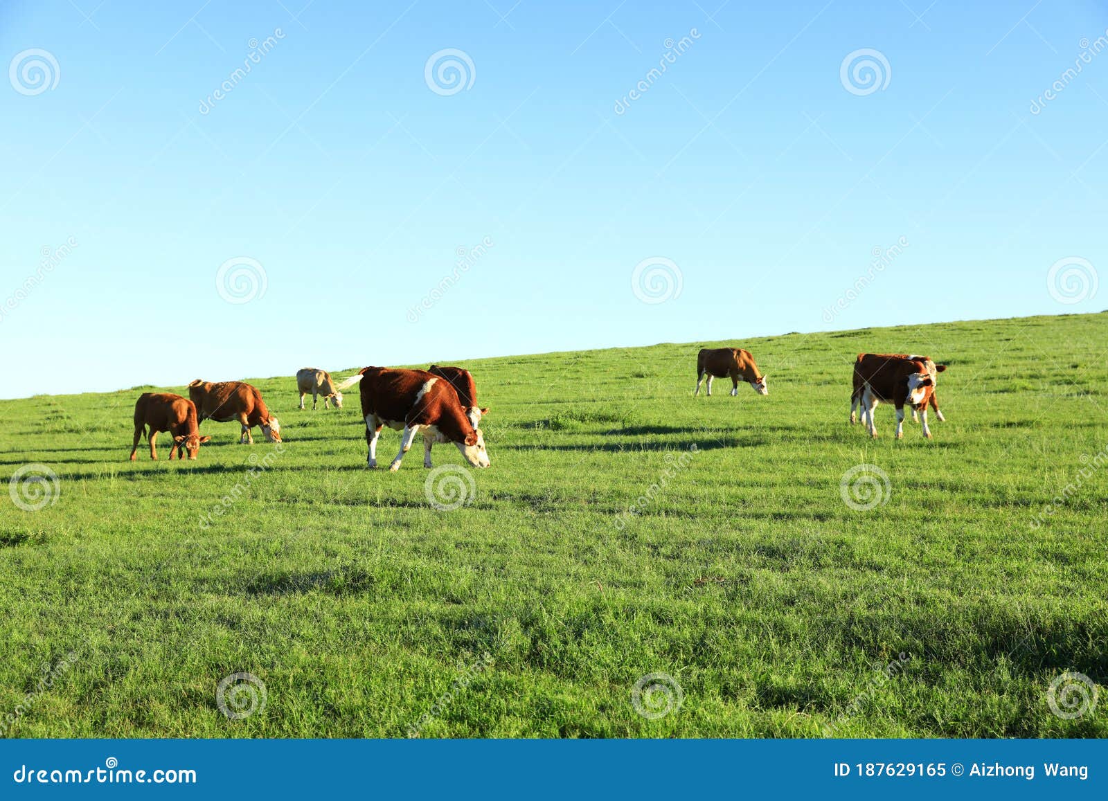 A Herd of Cattle on the Prairie Stock Image - Image of cattle, pasture ...