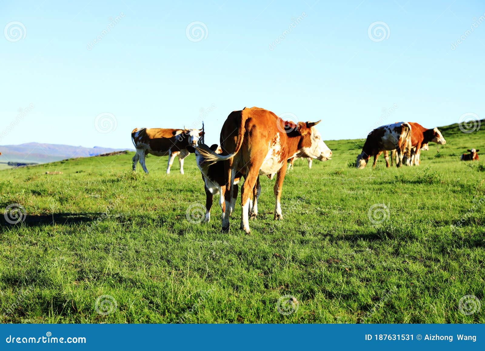 A Herd of Cattle on the Prairie Stock Image - Image of green, grazing ...