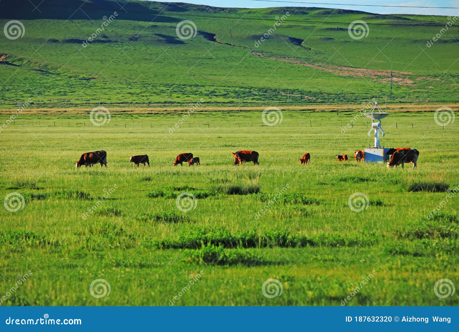 A Herd of Cattle on the Prairie Stock Photo - Image of cattle, farm ...