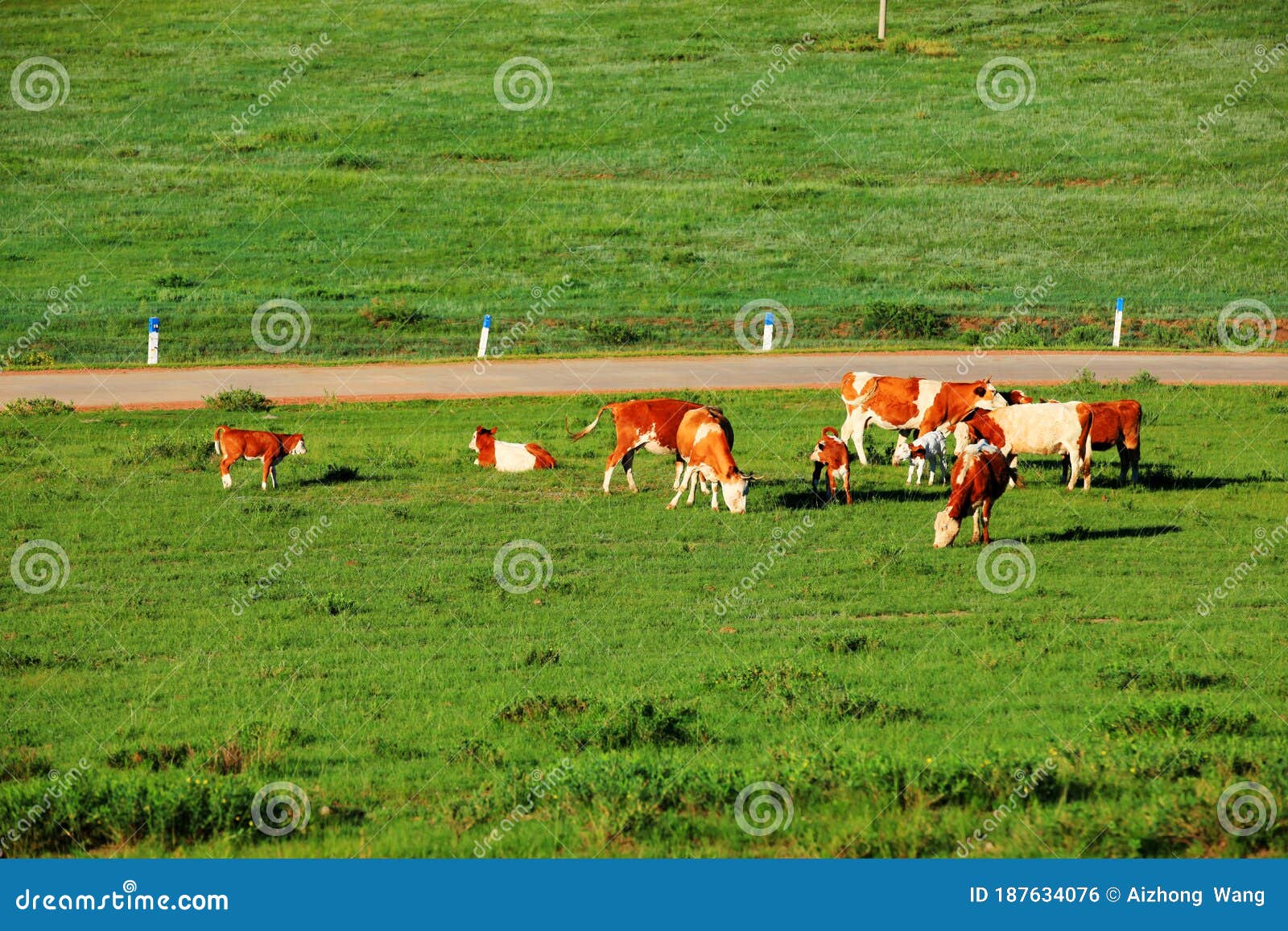 A Herd of Cattle on the Prairie Stock Photo - Image of livestock ...