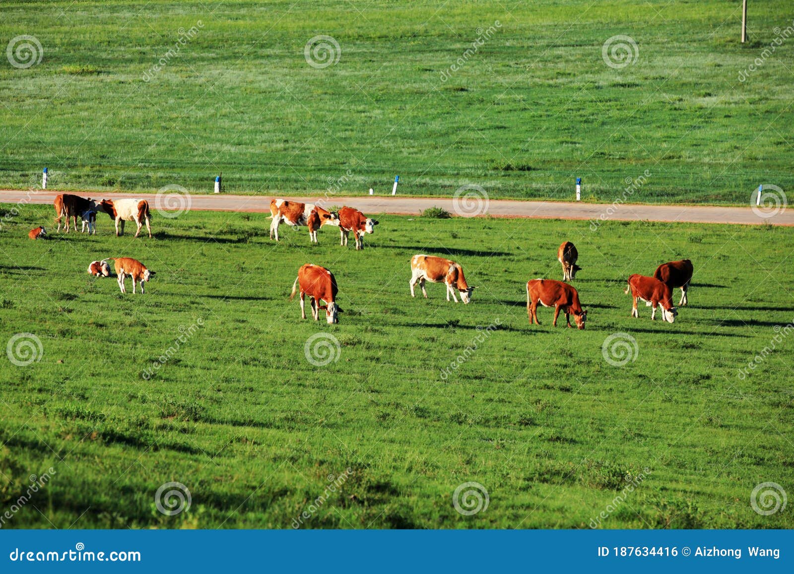 A Herd of Cattle on the Prairie Stock Photo - Image of grazing, calf ...