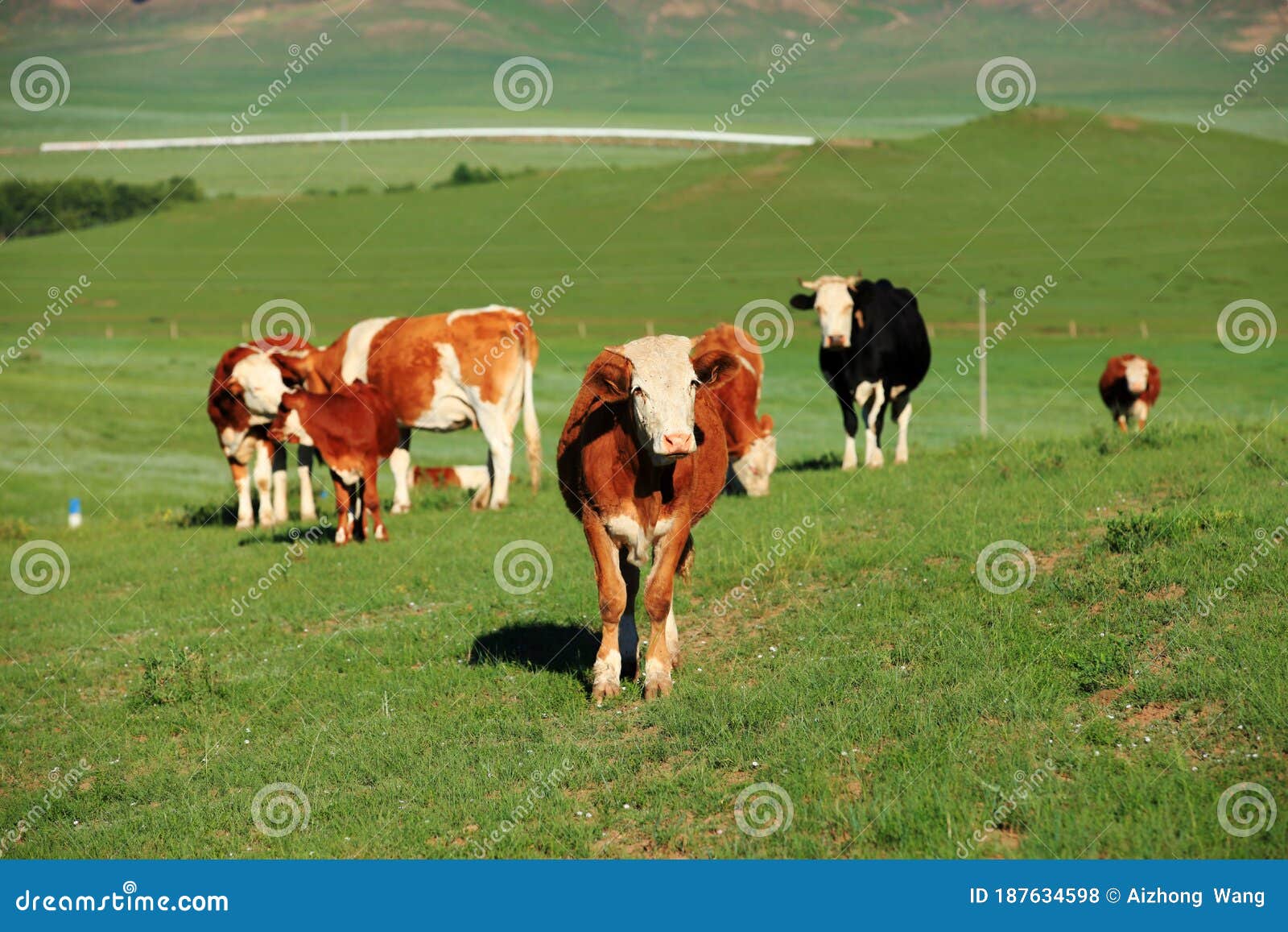 A Herd of Cattle on the Prairie Stock Photo - Image of pasture, nature ...