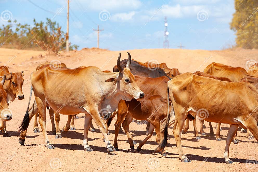 Herd of cattle stock photo. Image of calf, cattle, road - 343545208