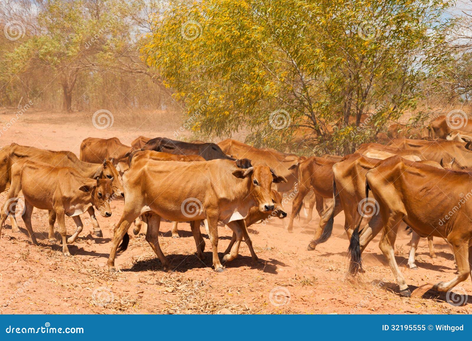 Herd of cattle stock image. Image of road, tend, lean - 32195555
