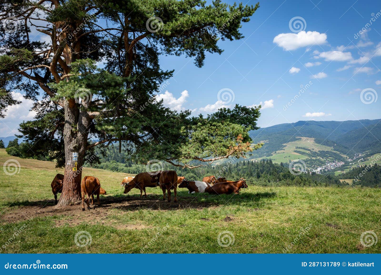 A Herd of Cattle Resting in the Shadow Under the Tree in the Mountains ...