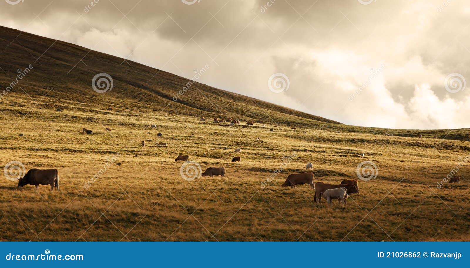 Herd of cattle at sunset stock photo. Image of central - 21026862