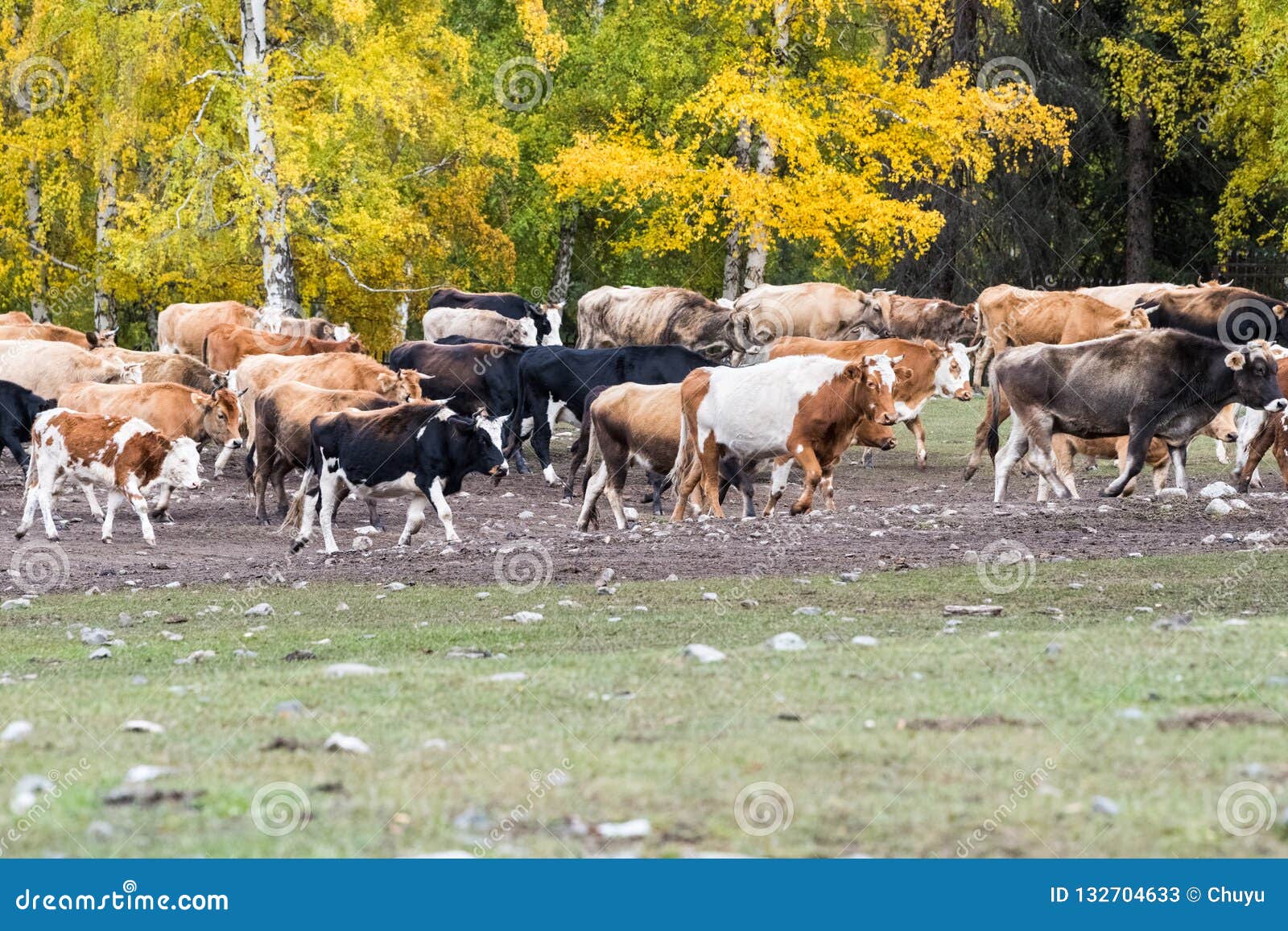 A Herd of Cattle in Transfer Grazing Stock Image - Image of head, altay ...